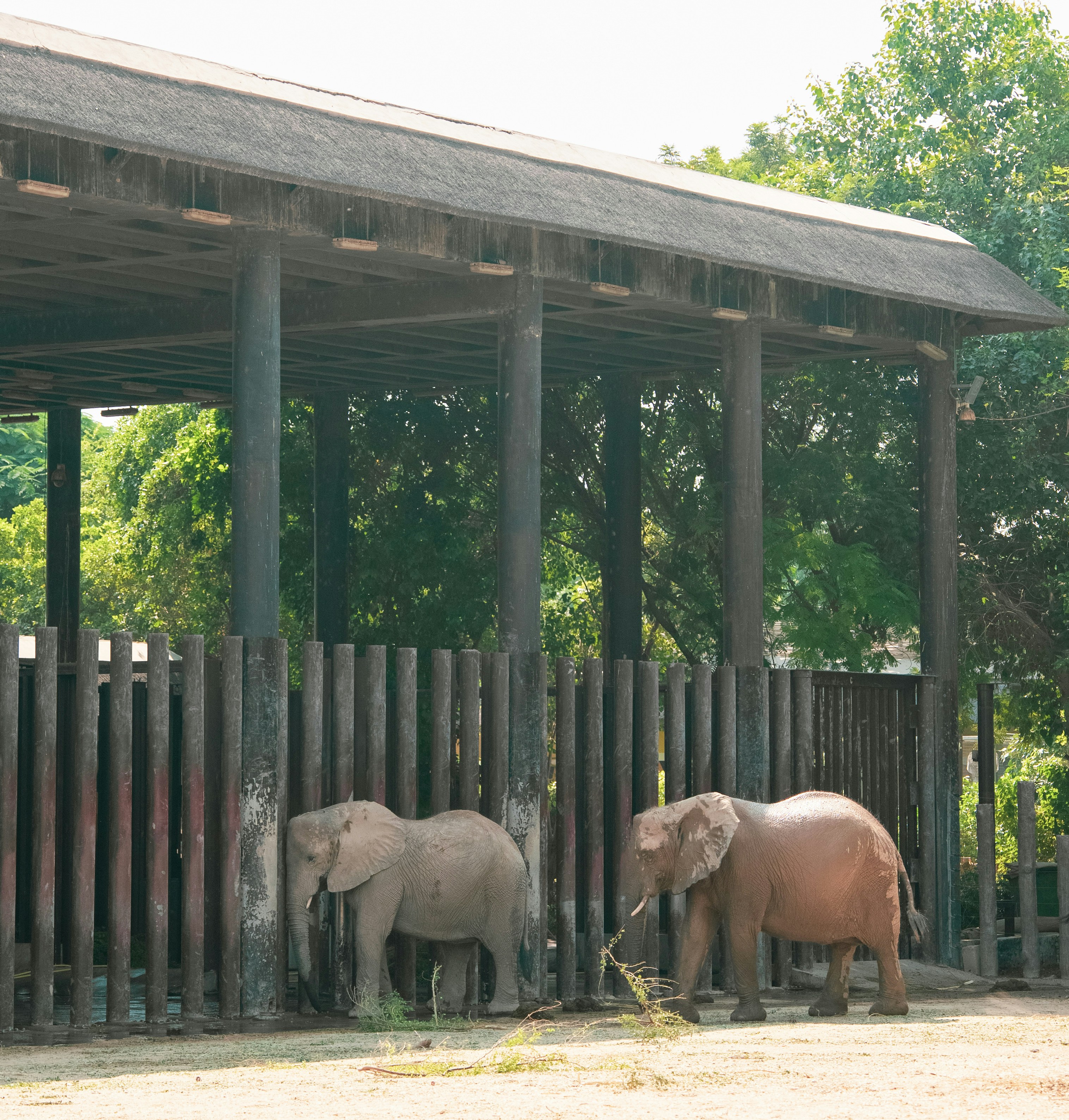Two elephants standing near wooden enclosures under a thatched roof, surrounded by lush greenery.
