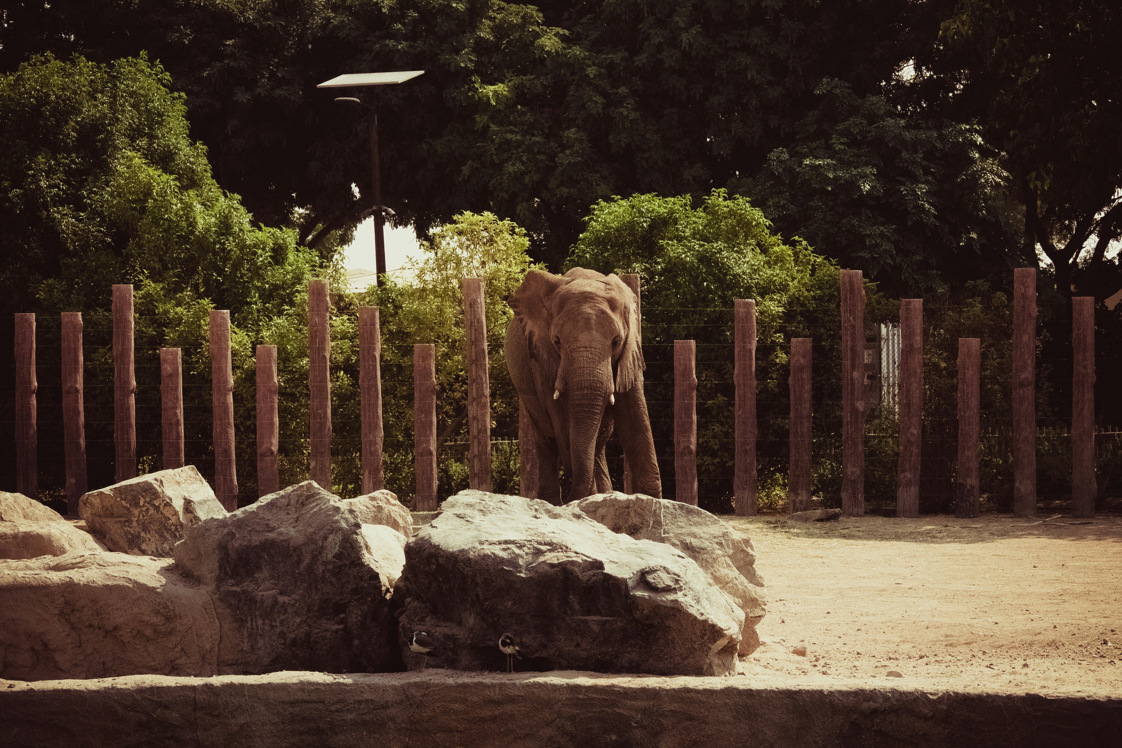 The Solitary Guardian of the Enclosure