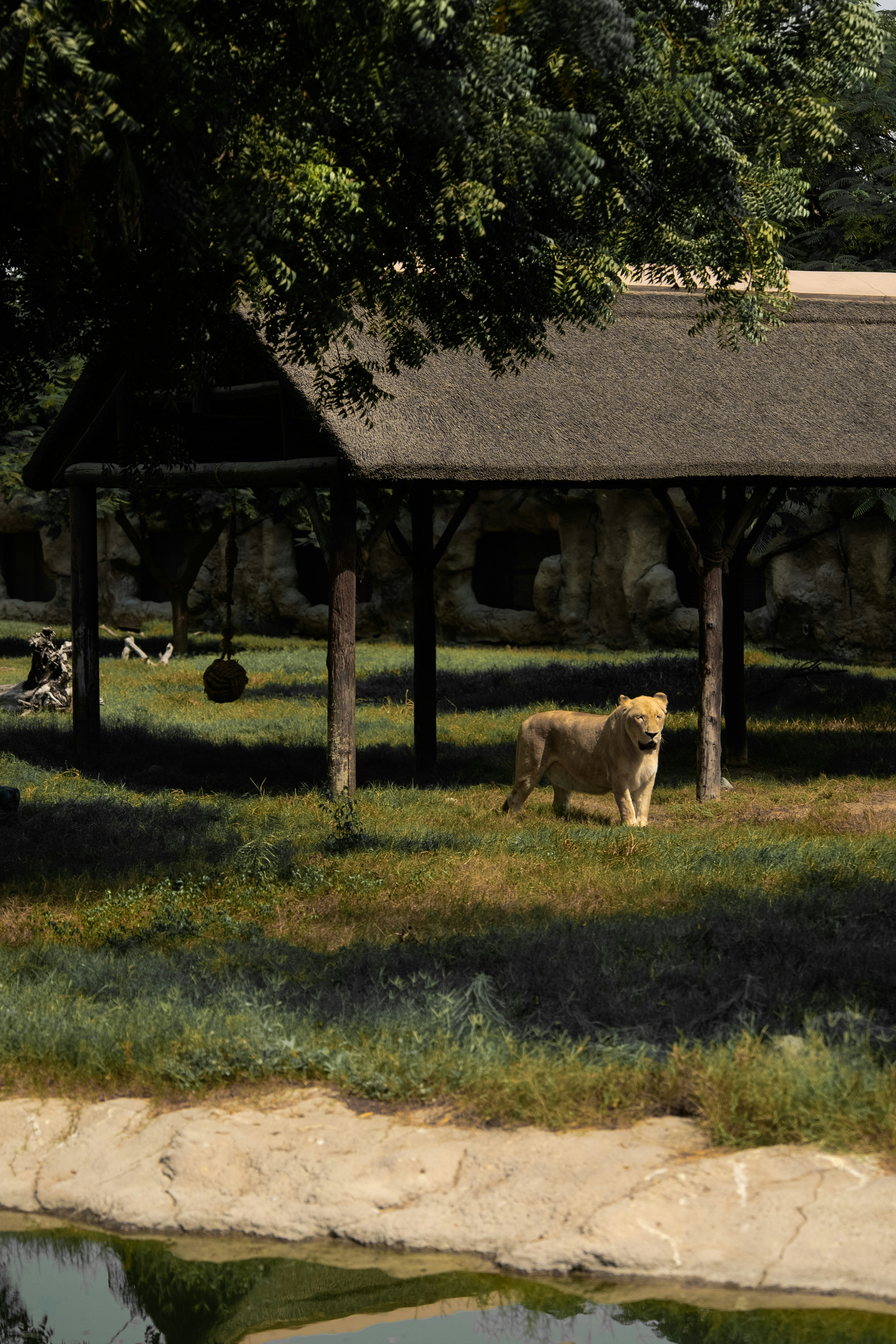 The Serene Sentinel of the Savannah