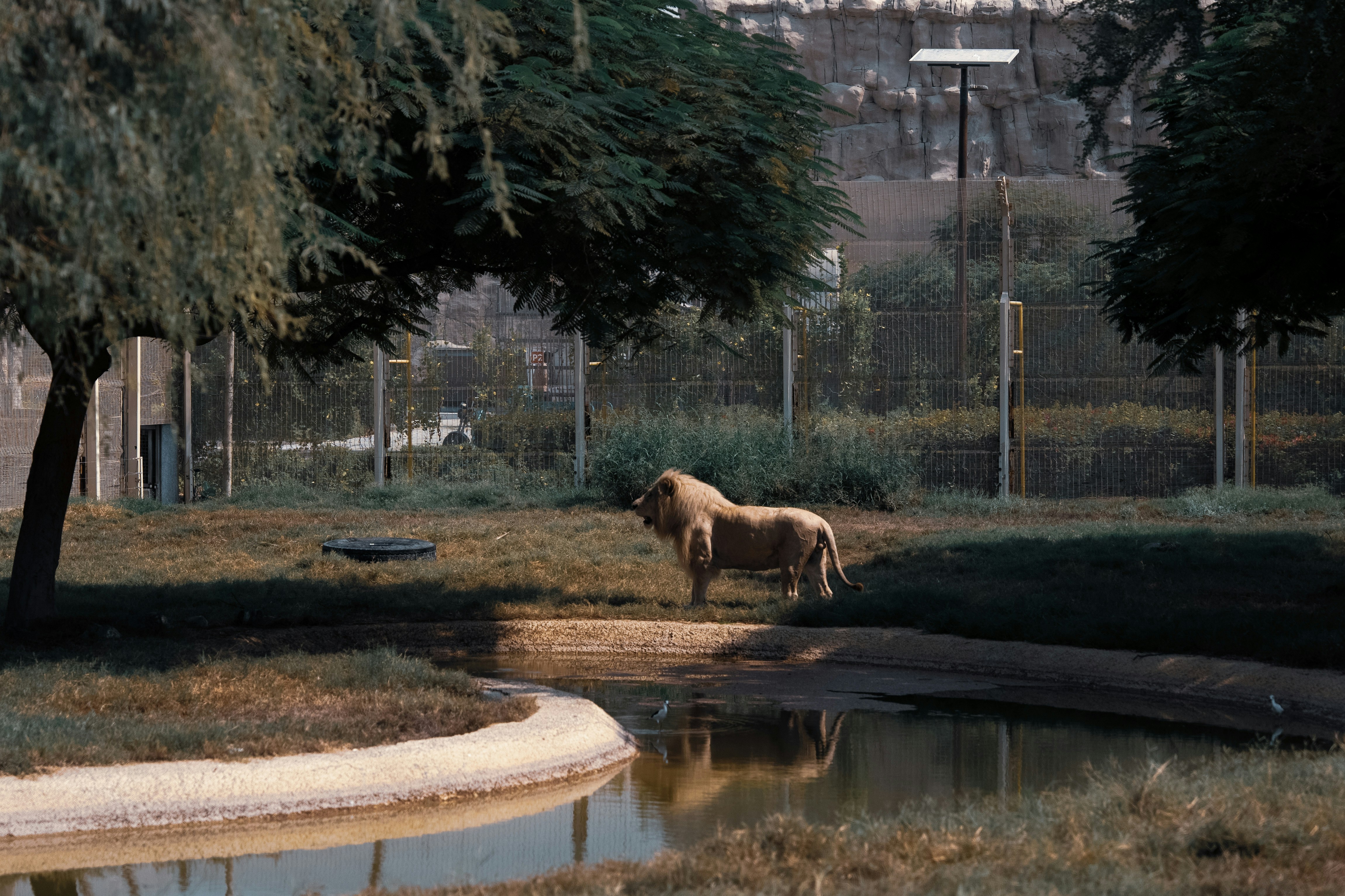 Regal Solitude: A Lion's Quiet Reflection