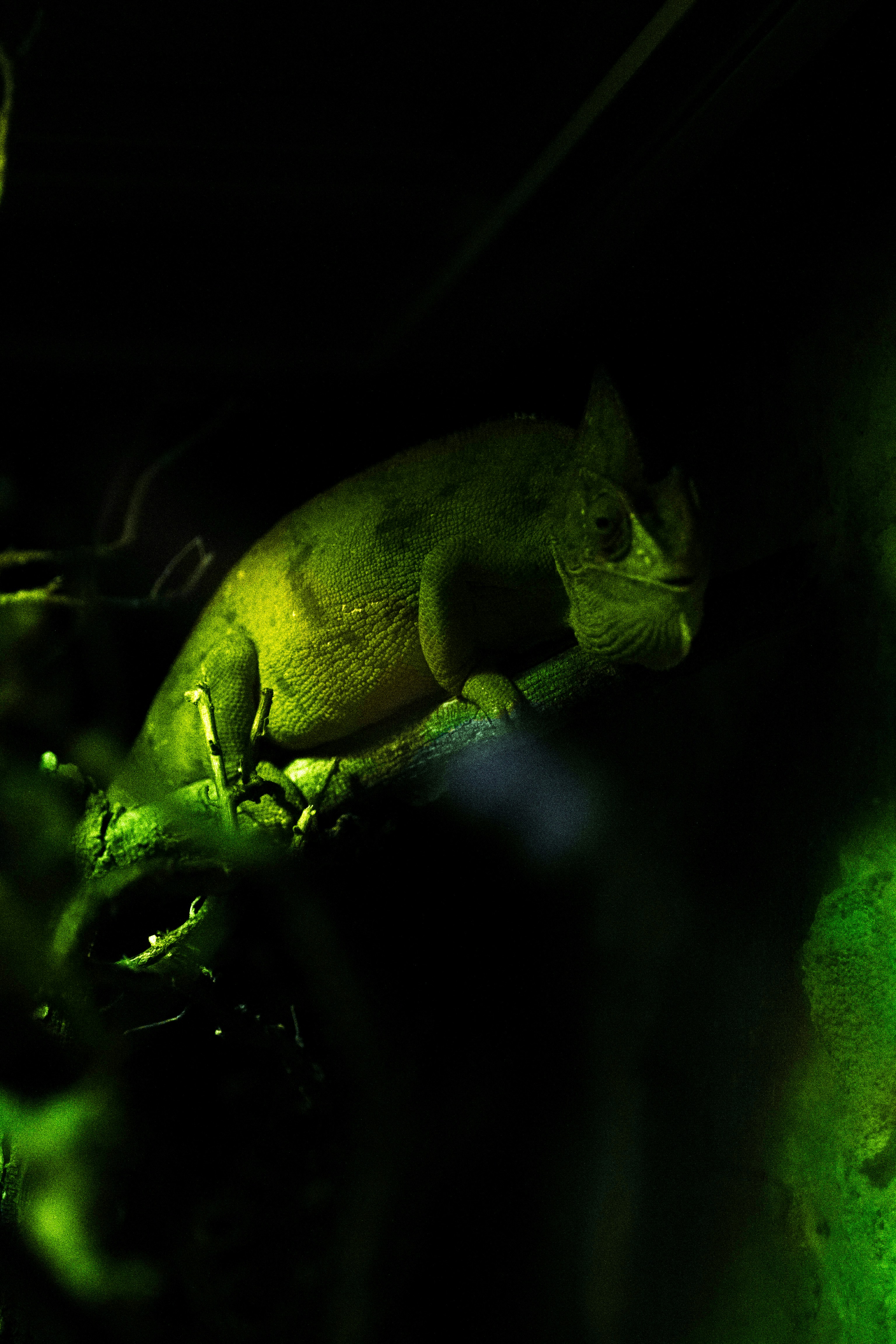 Living emerald shines under artificial night light. Chameleon reveals secrets of a creature that changed the evolution of vision.