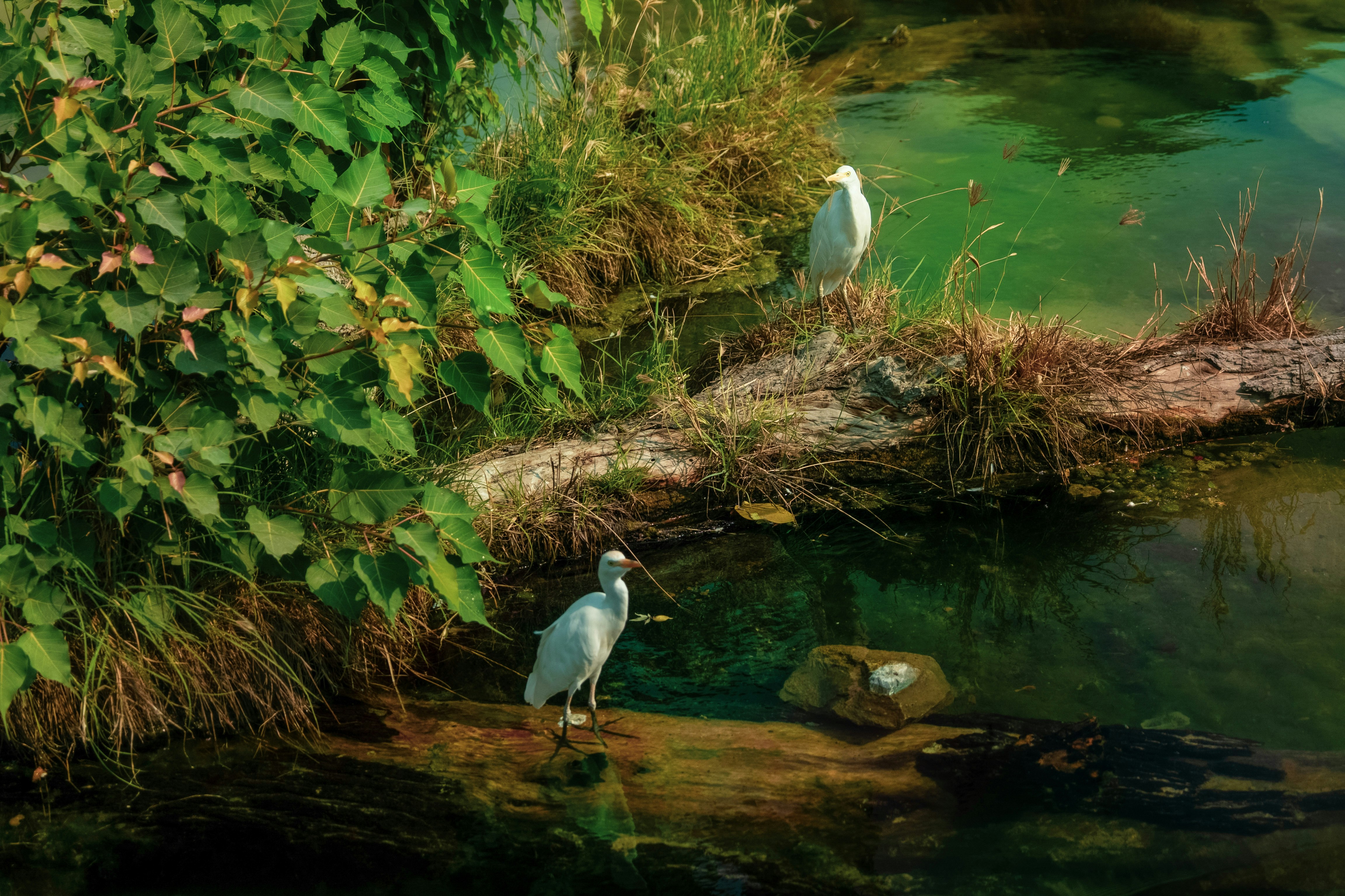 Serenity by the Water's Edge