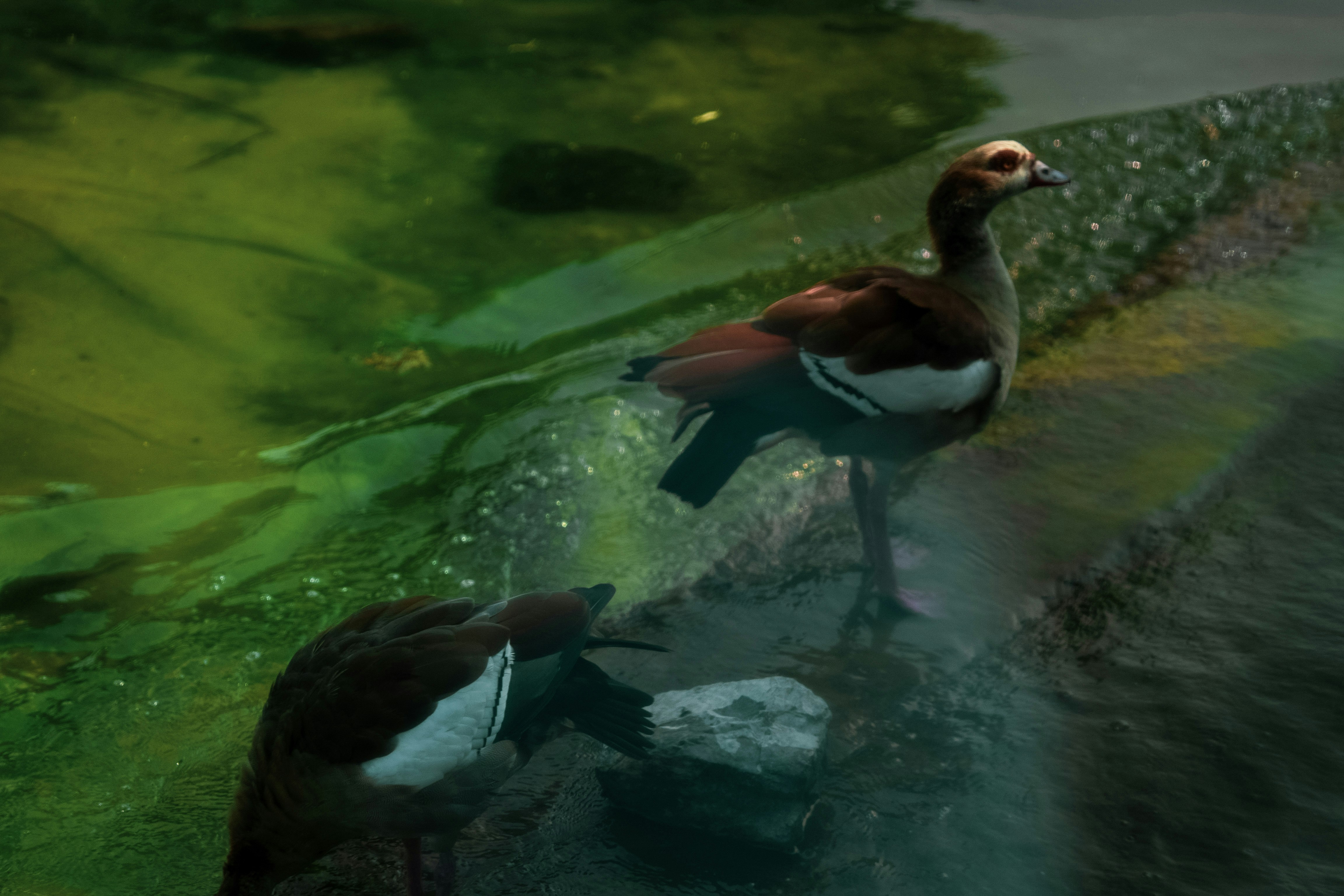 Serene Reflections of Nature's Waterfowl