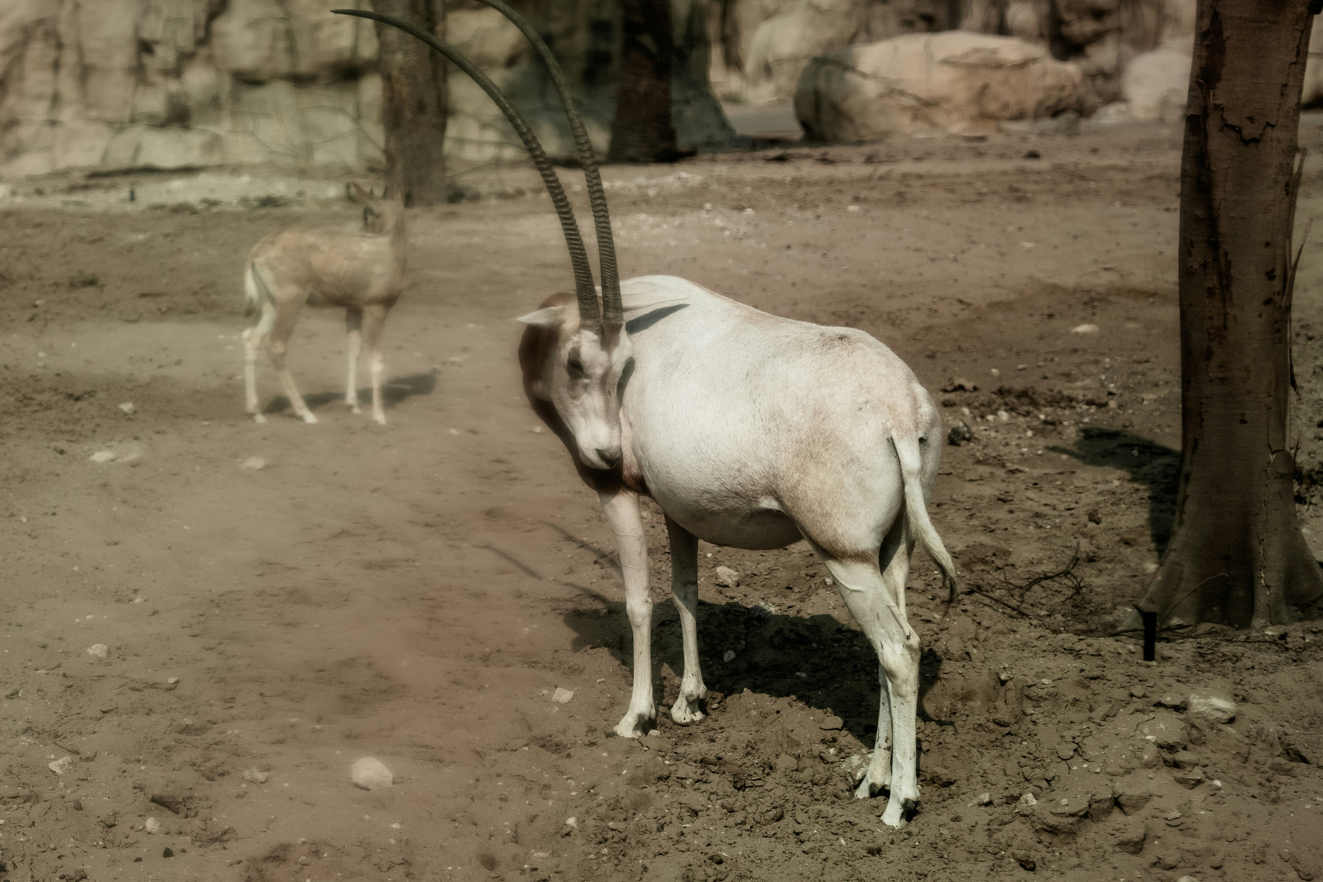 Dusty Enclosure Portrait: White Oryx with Long Curved Horns