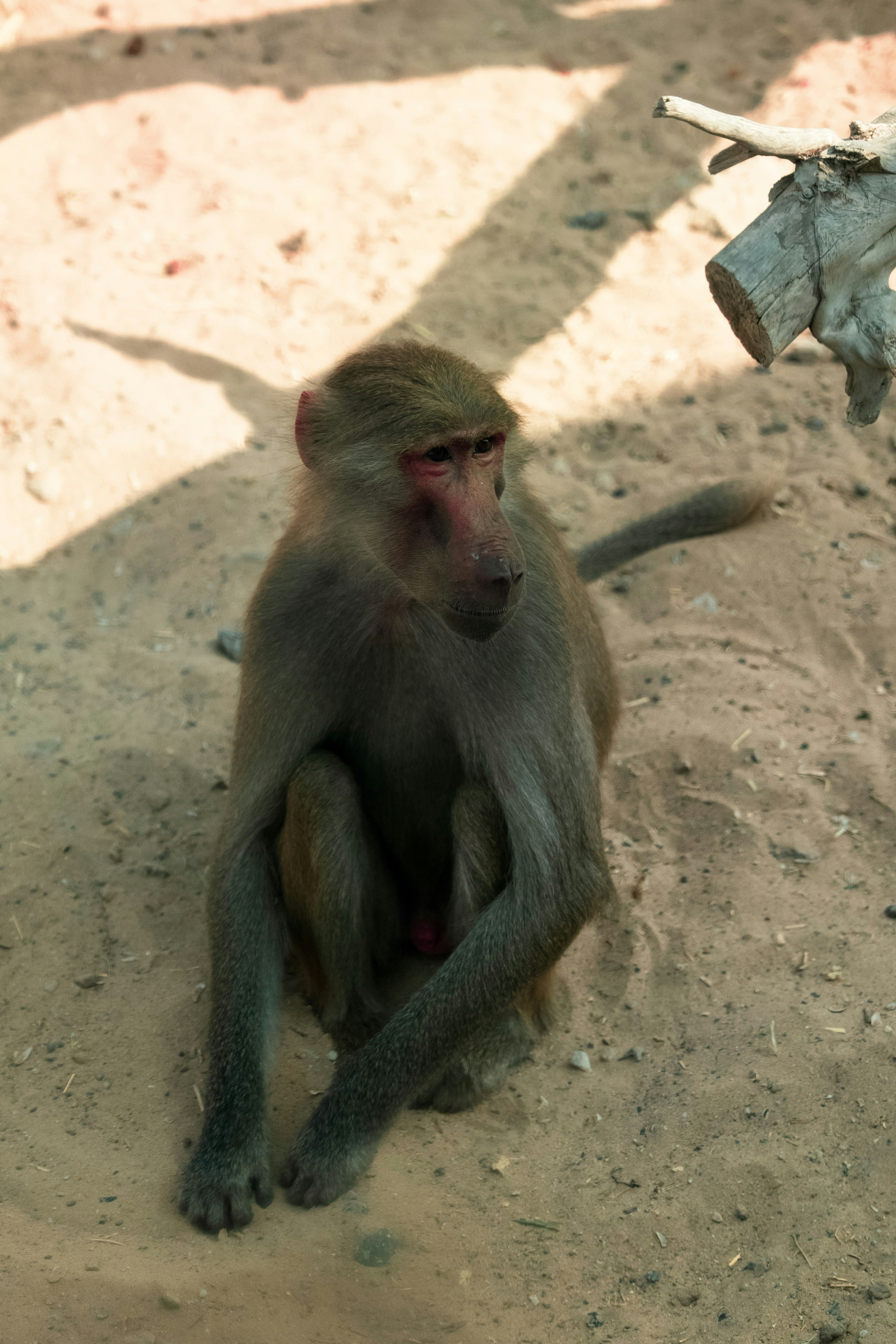 Ancient intelligence captured in a single frame. This primate carries evolutionary secrets that science is still uncovering today. | A baboon sits on the sandy ground.