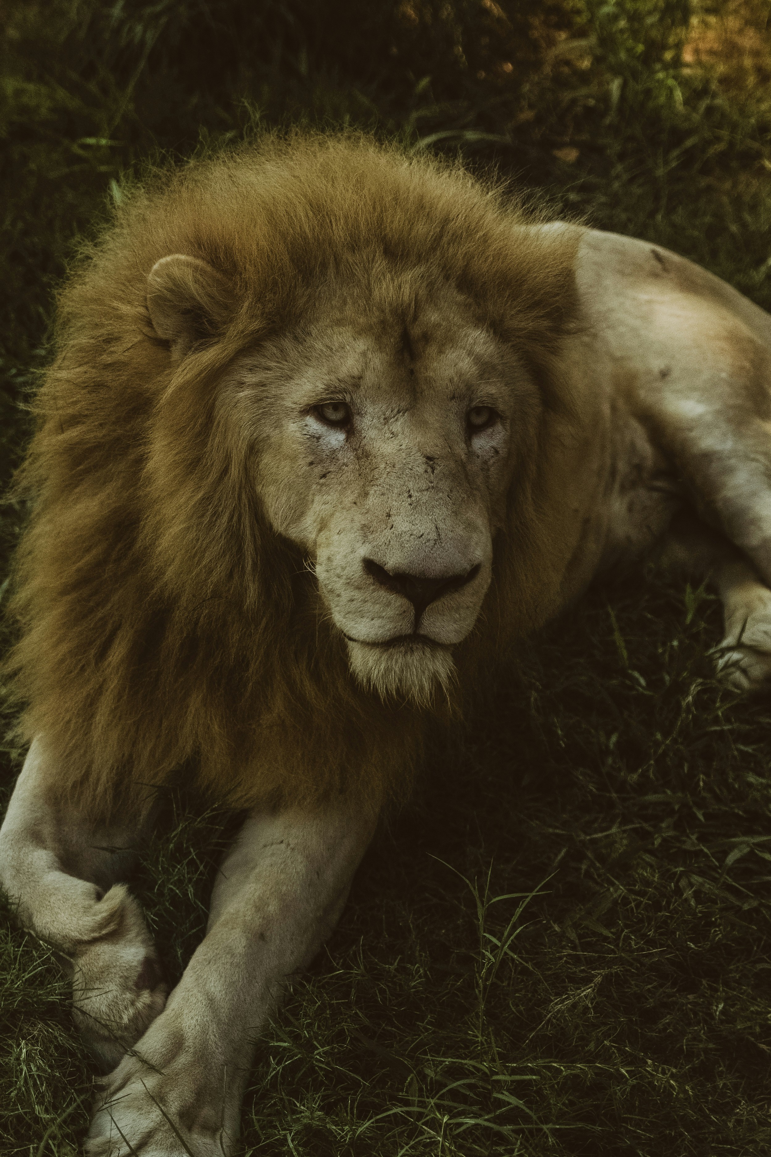 Rusted Gold: the lion's pensive gaze in shadowed savannah grass