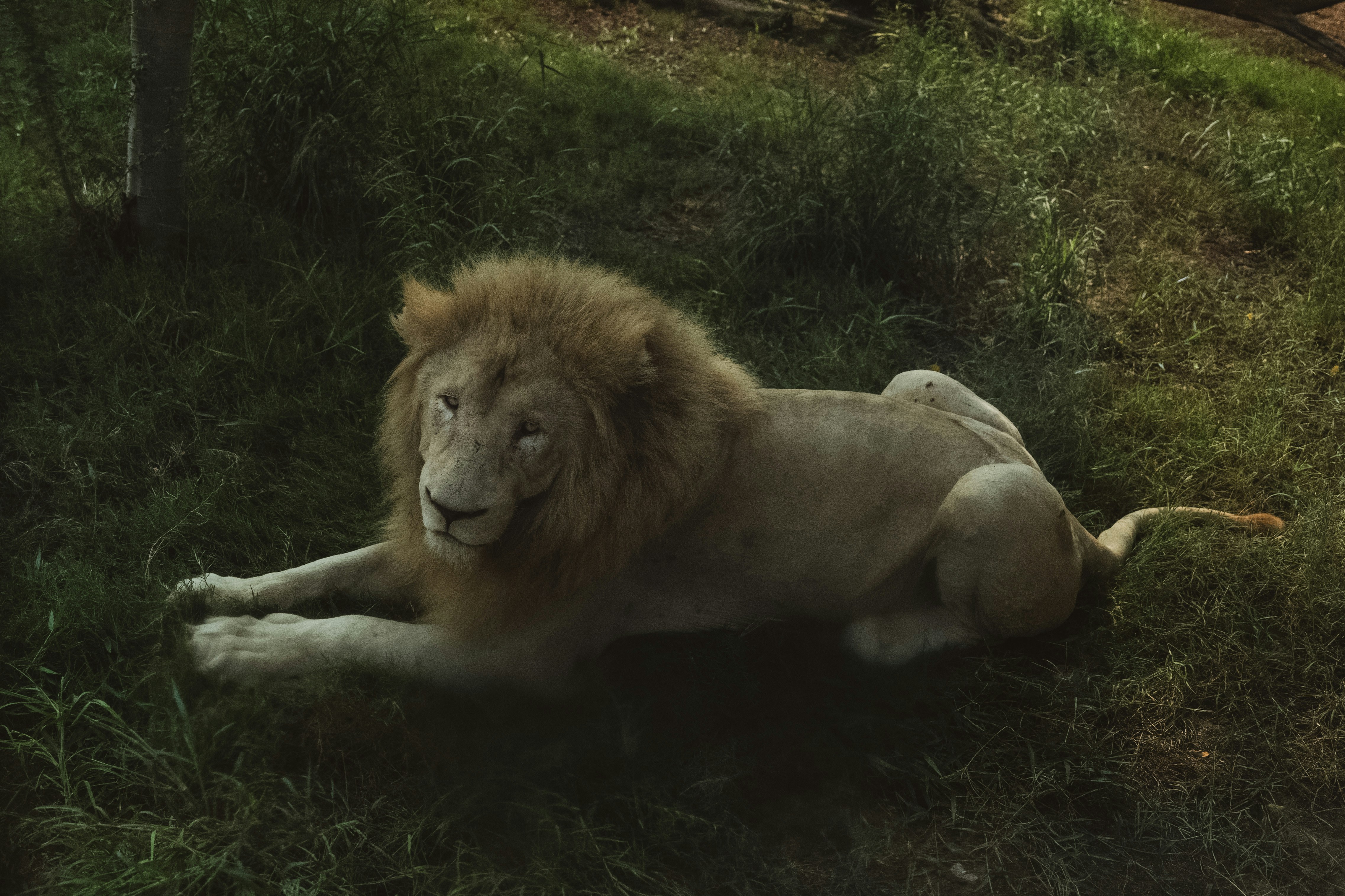 Shadowed Majesty: A Reclining Lion in Dappled Light
