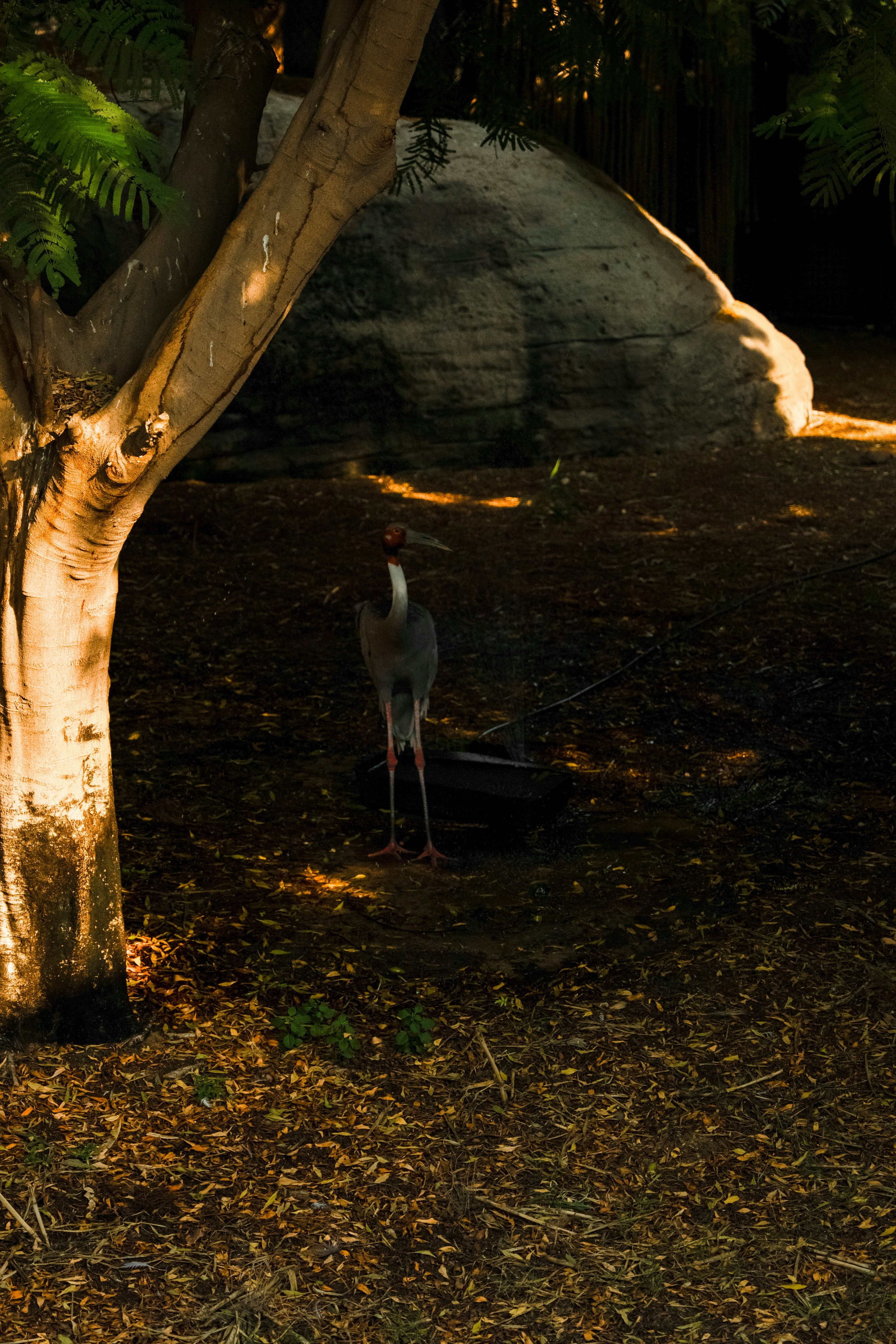 Serenity Beneath the Canopy