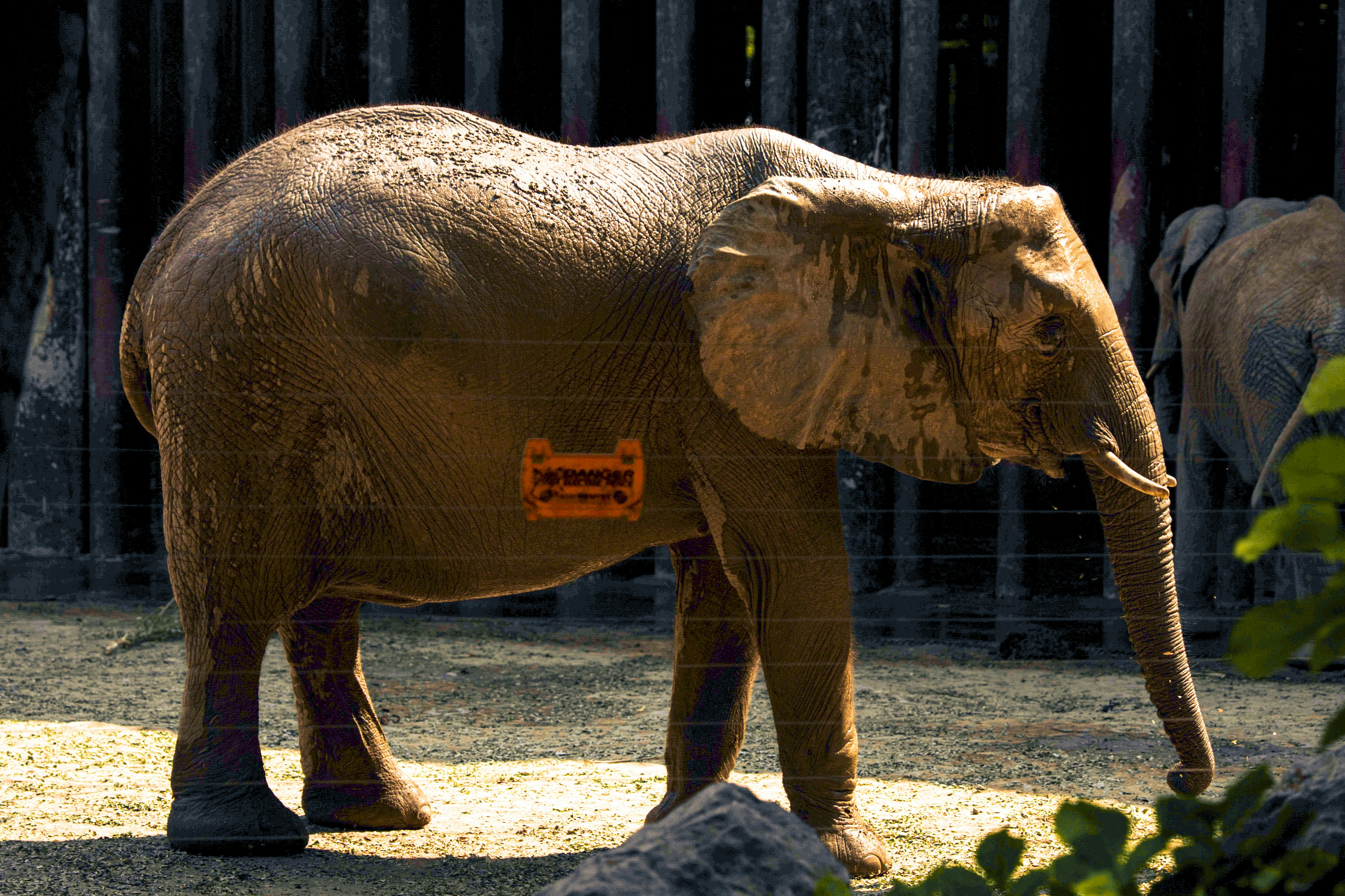 Majestic Presence: The Gentle Giant in Sunlit Serenity