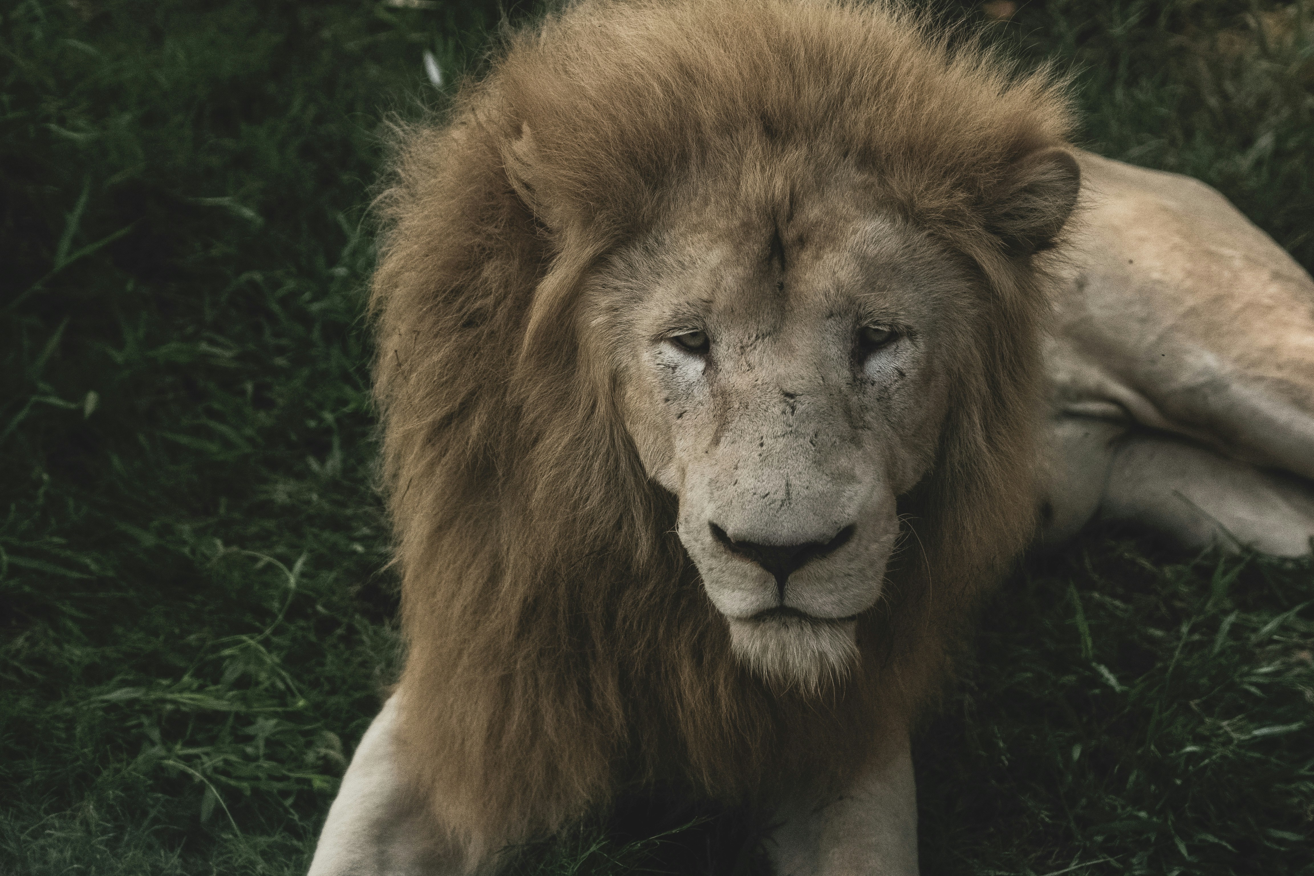 Silent majesty waits patiently. A rare photograph revealing the vulnerability of the greatest symbol of terrestrial strength. | A majestic white lion rests on green grass.