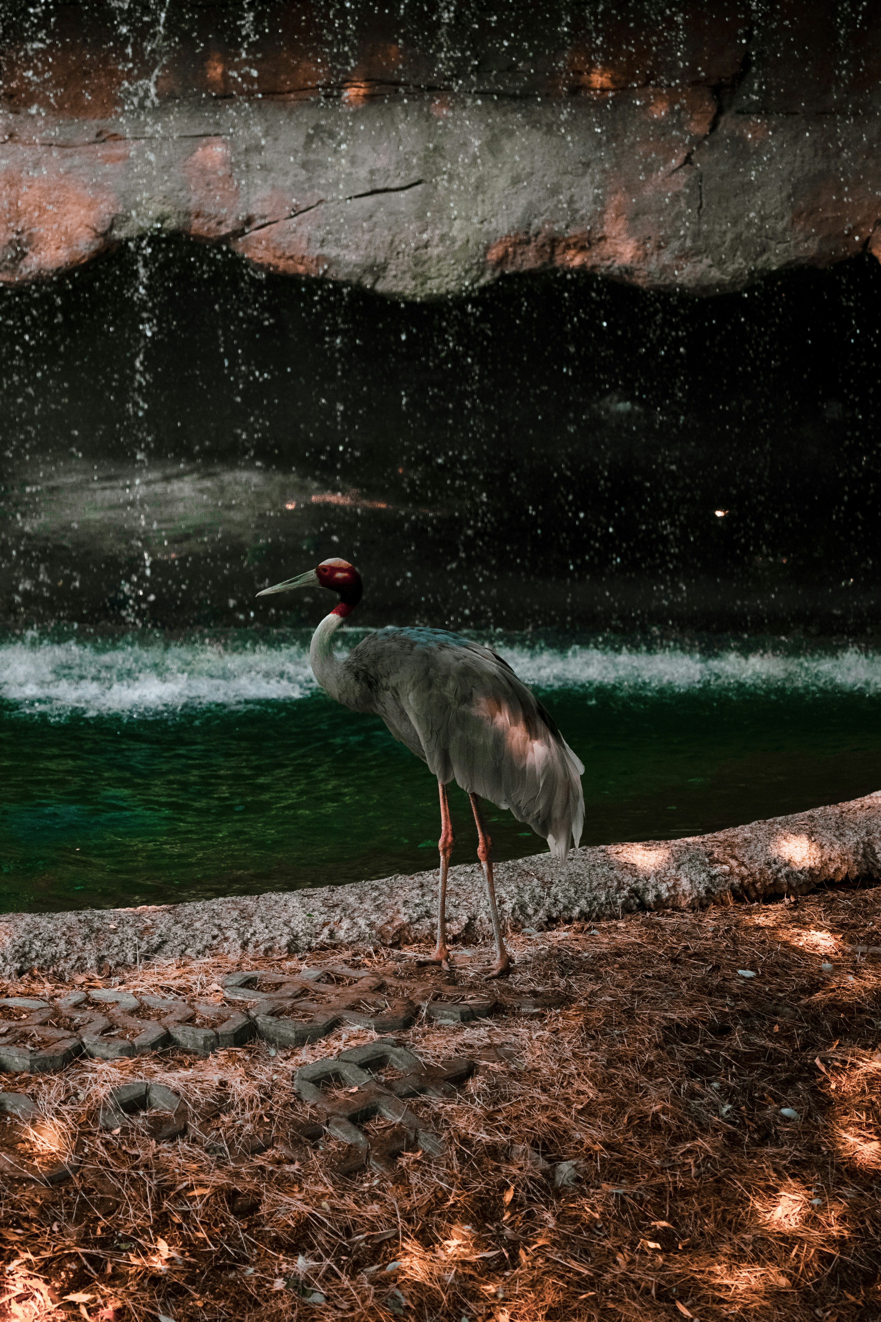 A serene crane stands near a shimmering pool, framed by a cascading waterfall and dappled sunlight filtering through the trees.