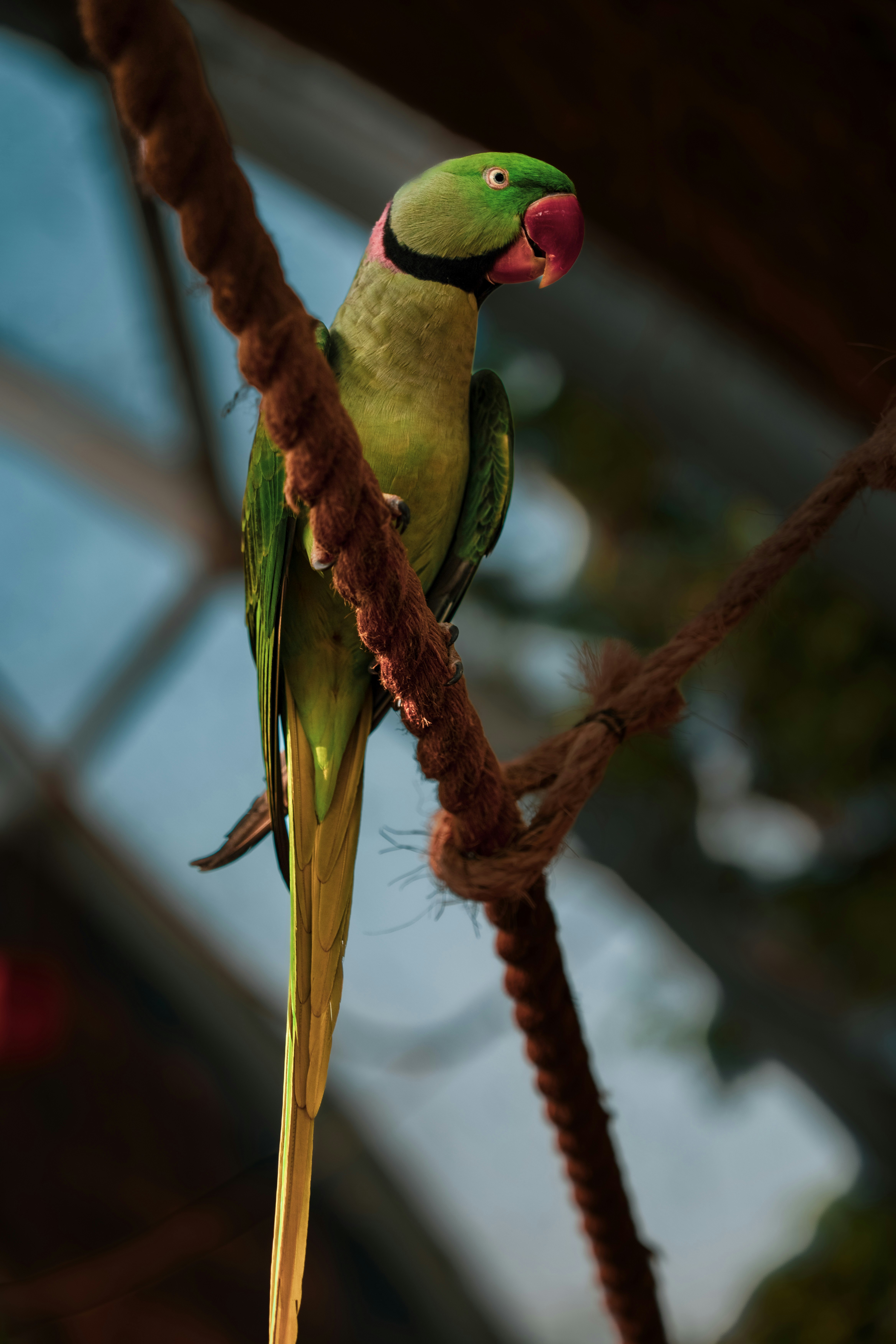 Verdant Parrot Perched in Natural Habitat