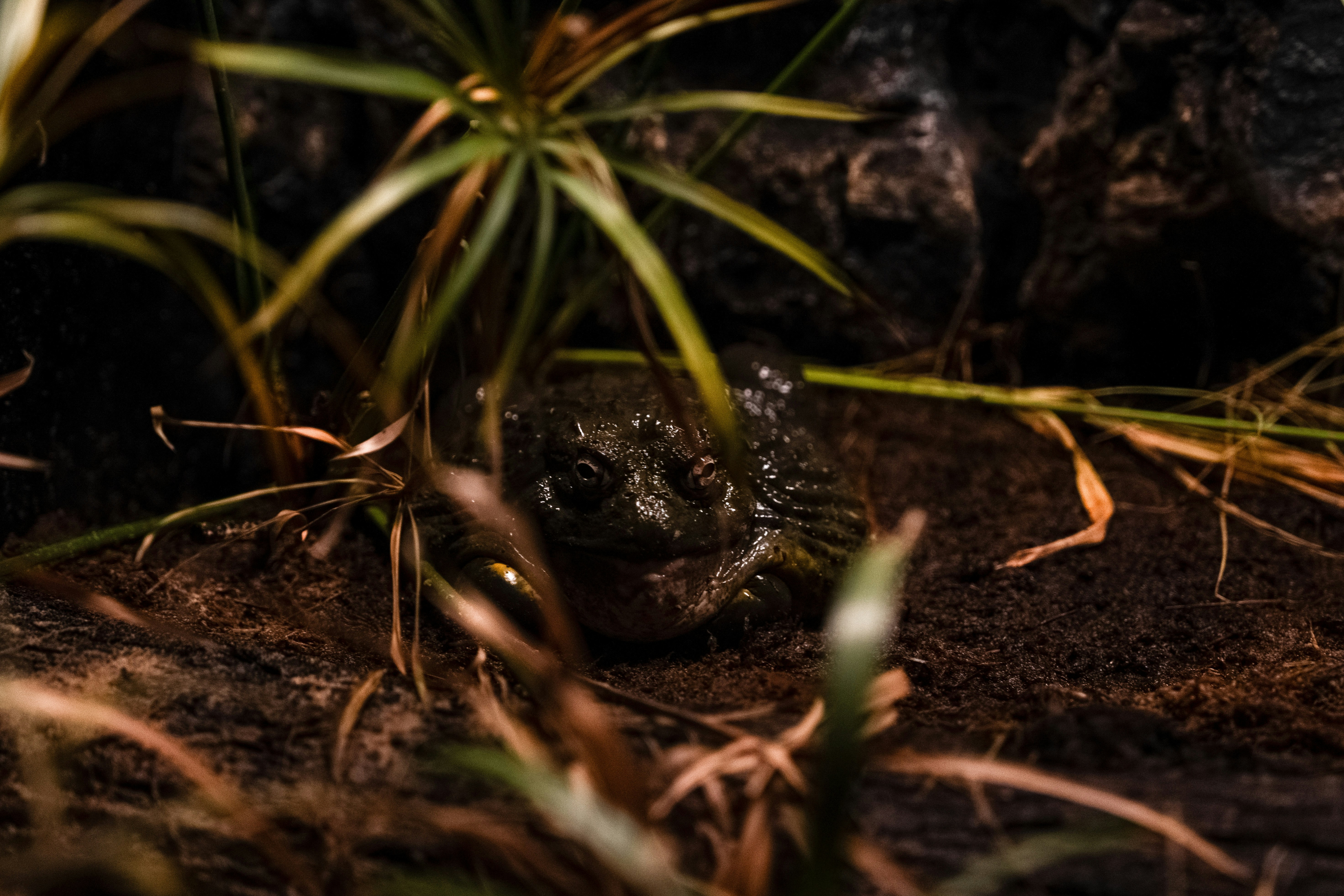 Hidden in the Underbrush: The Secret Life of Frogs
