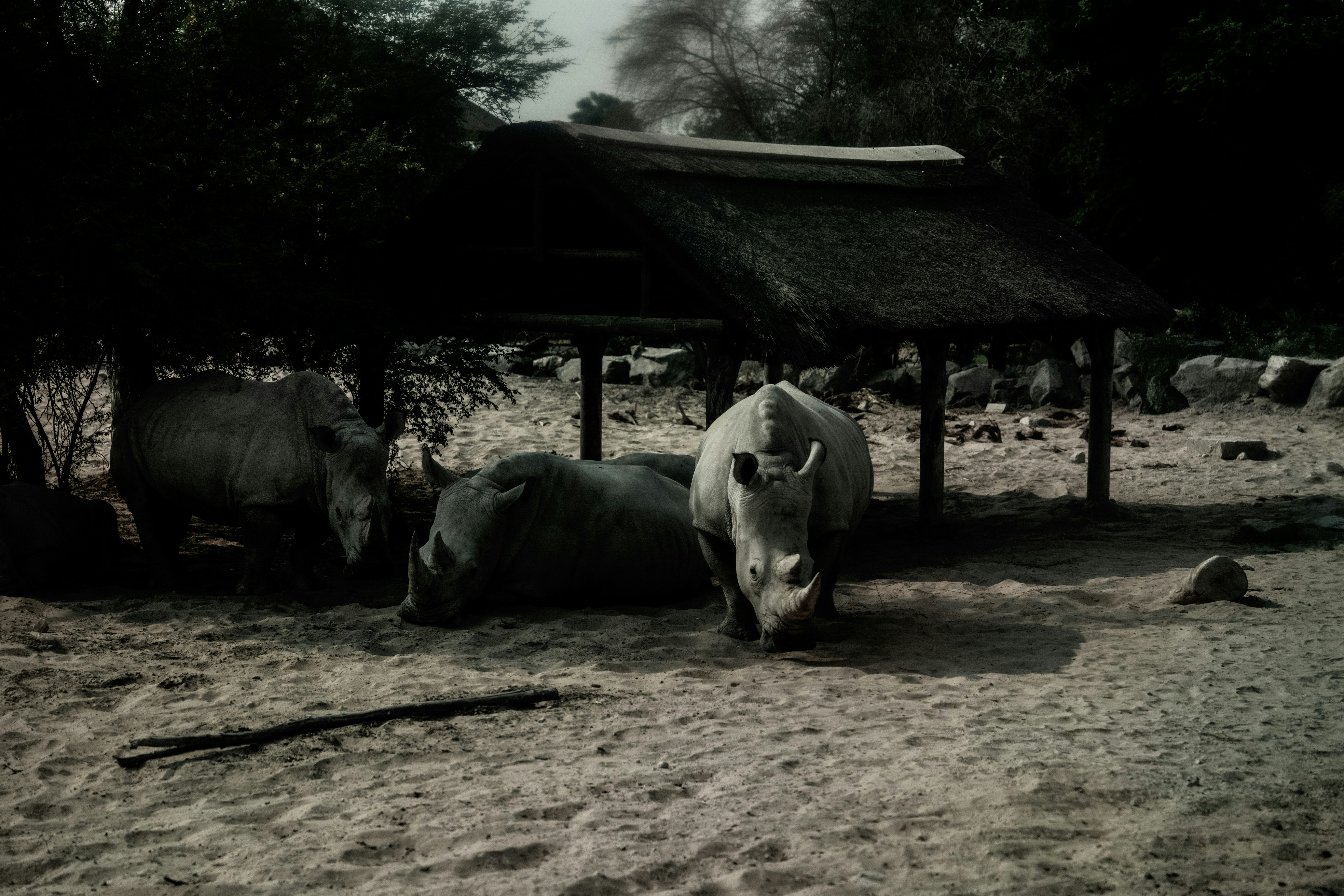 Rhinos in the Shade: A Moment of Tranquility