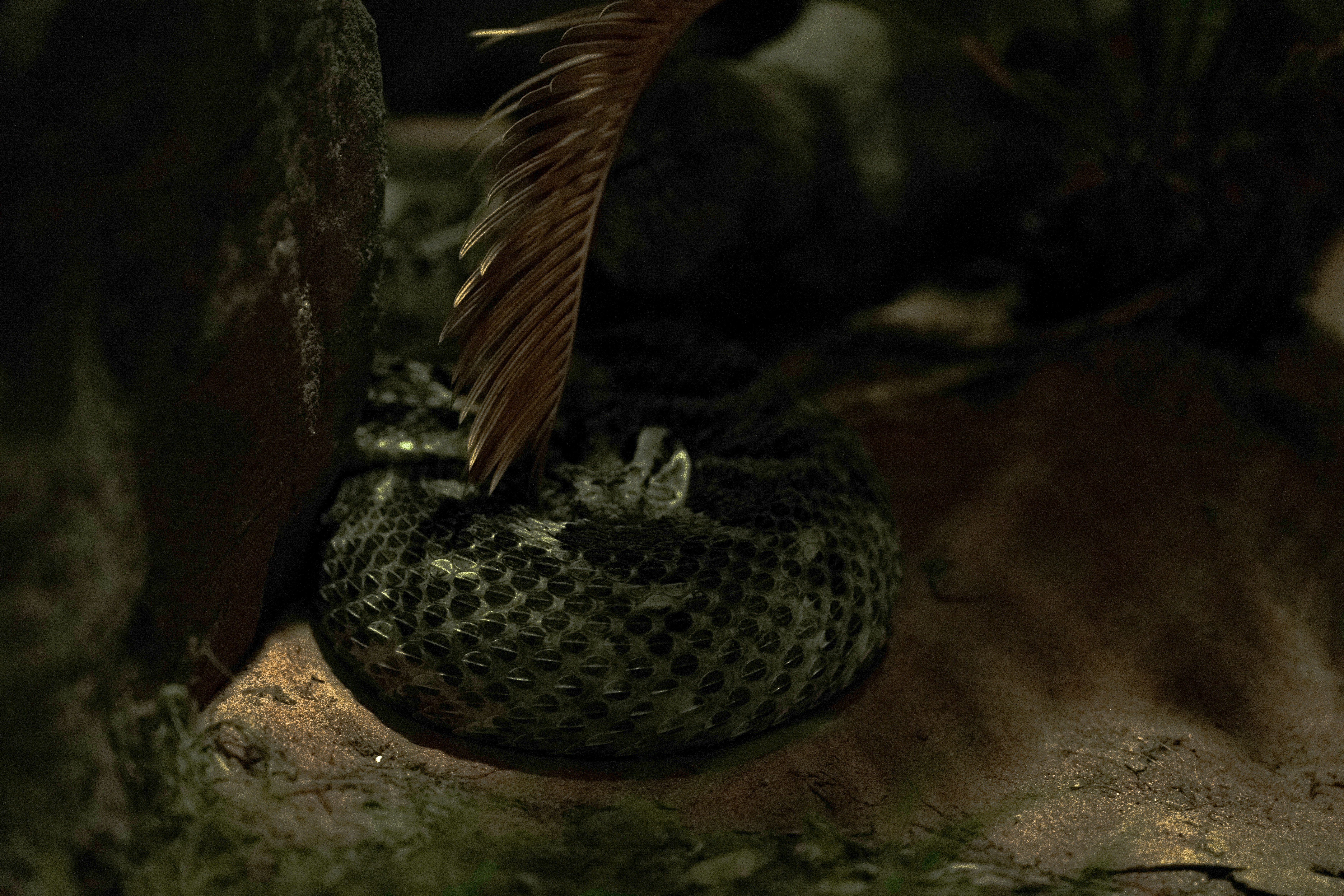 Silent Sentinel: Nature's Camouflage
