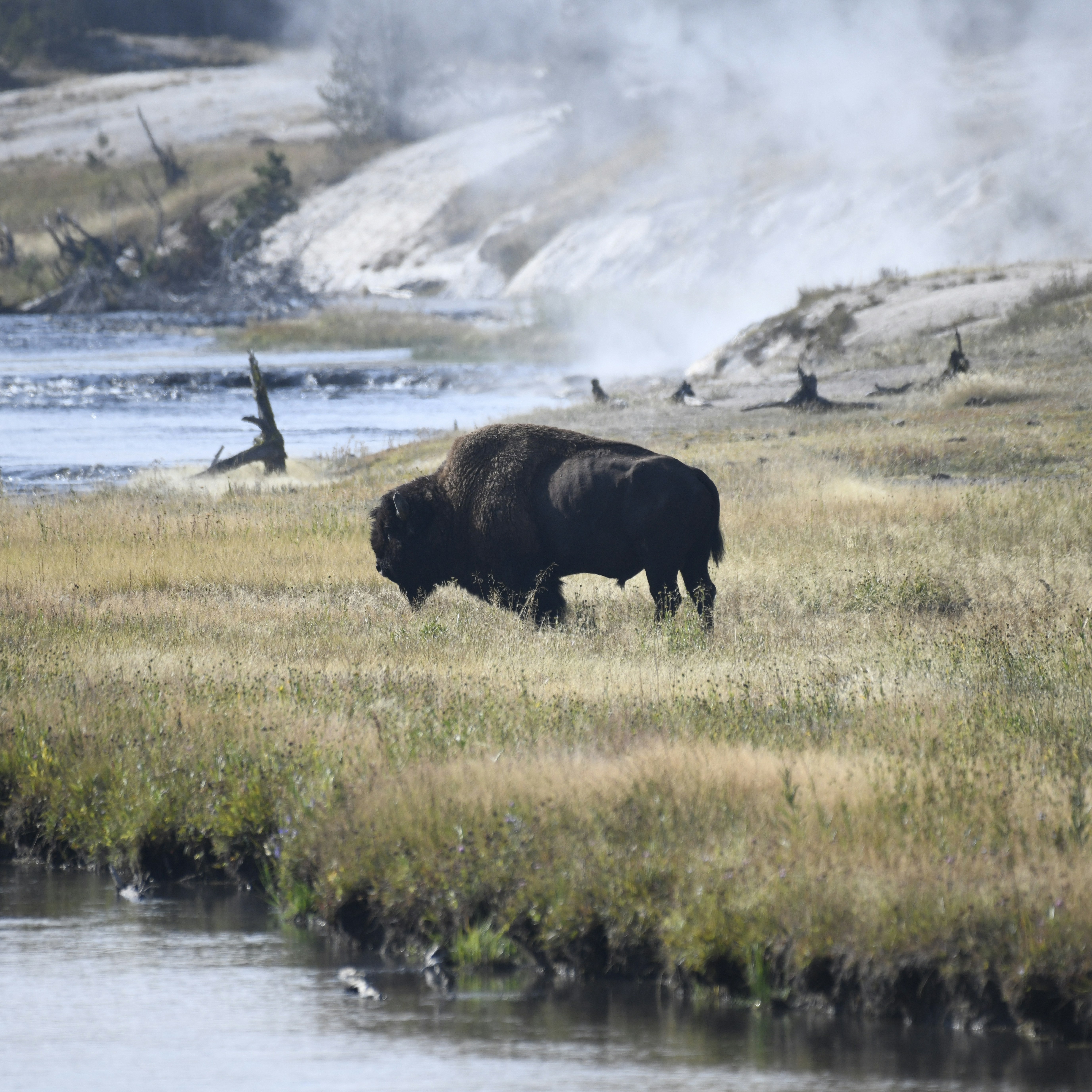 A bison grazes peacefully near a riverbank, with steam rising from the geothermal features in the background.