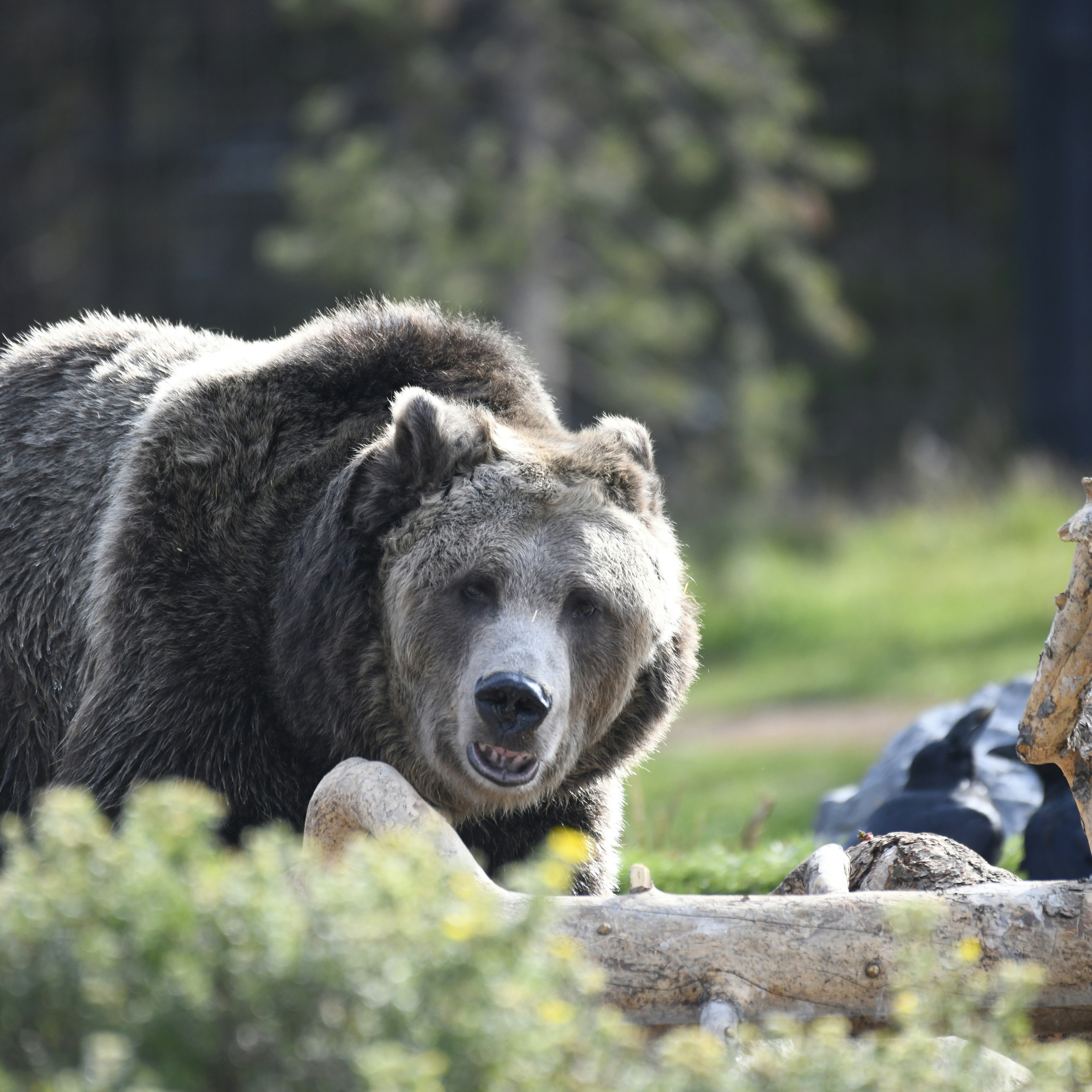 A brown bear curiously approaching a fallen log amidst lush greenery, showcasing its powerful presence in a serene environment.