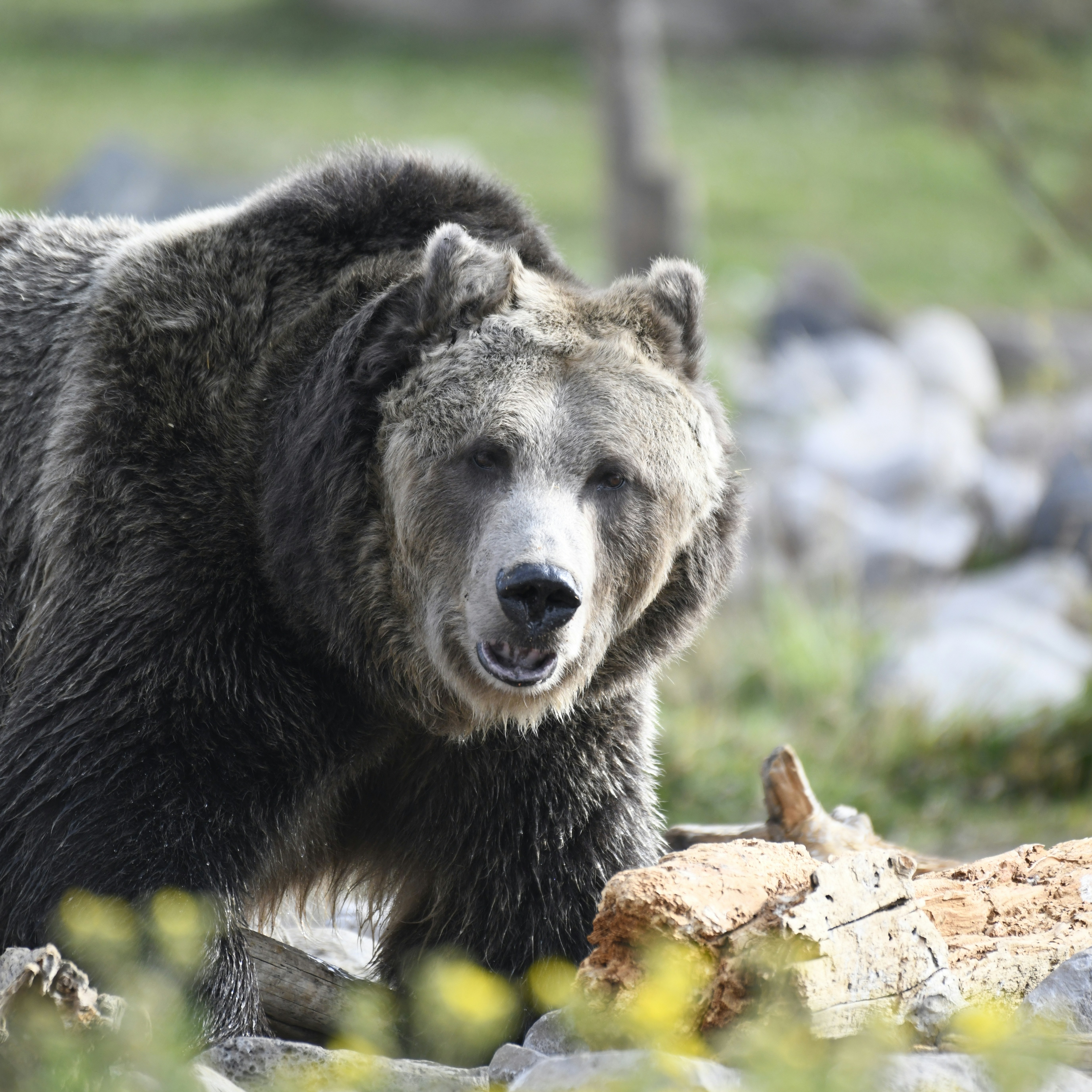 A grizzly bear stands in a rocky, grassy area.