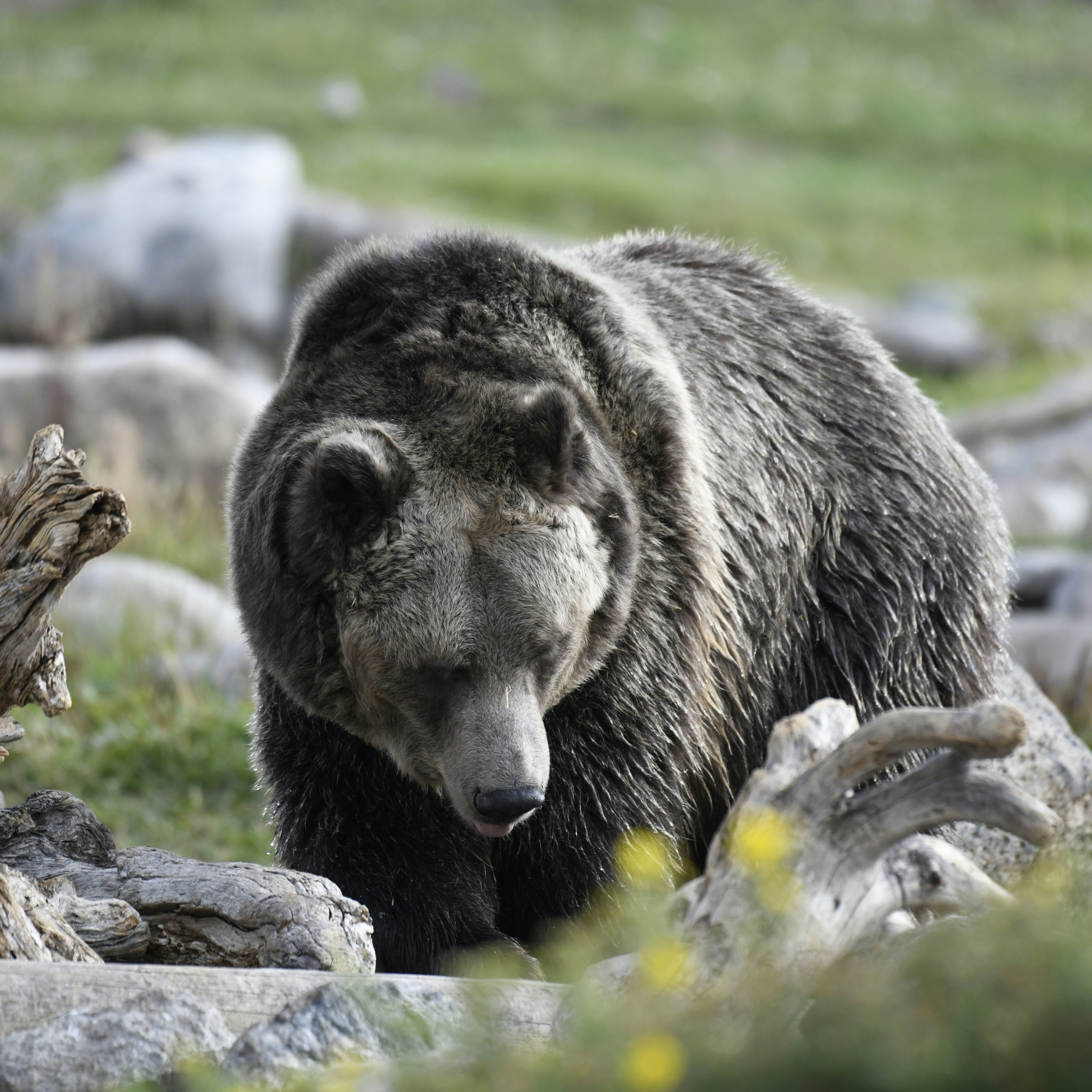 A large brown bear stands on rocky ground.