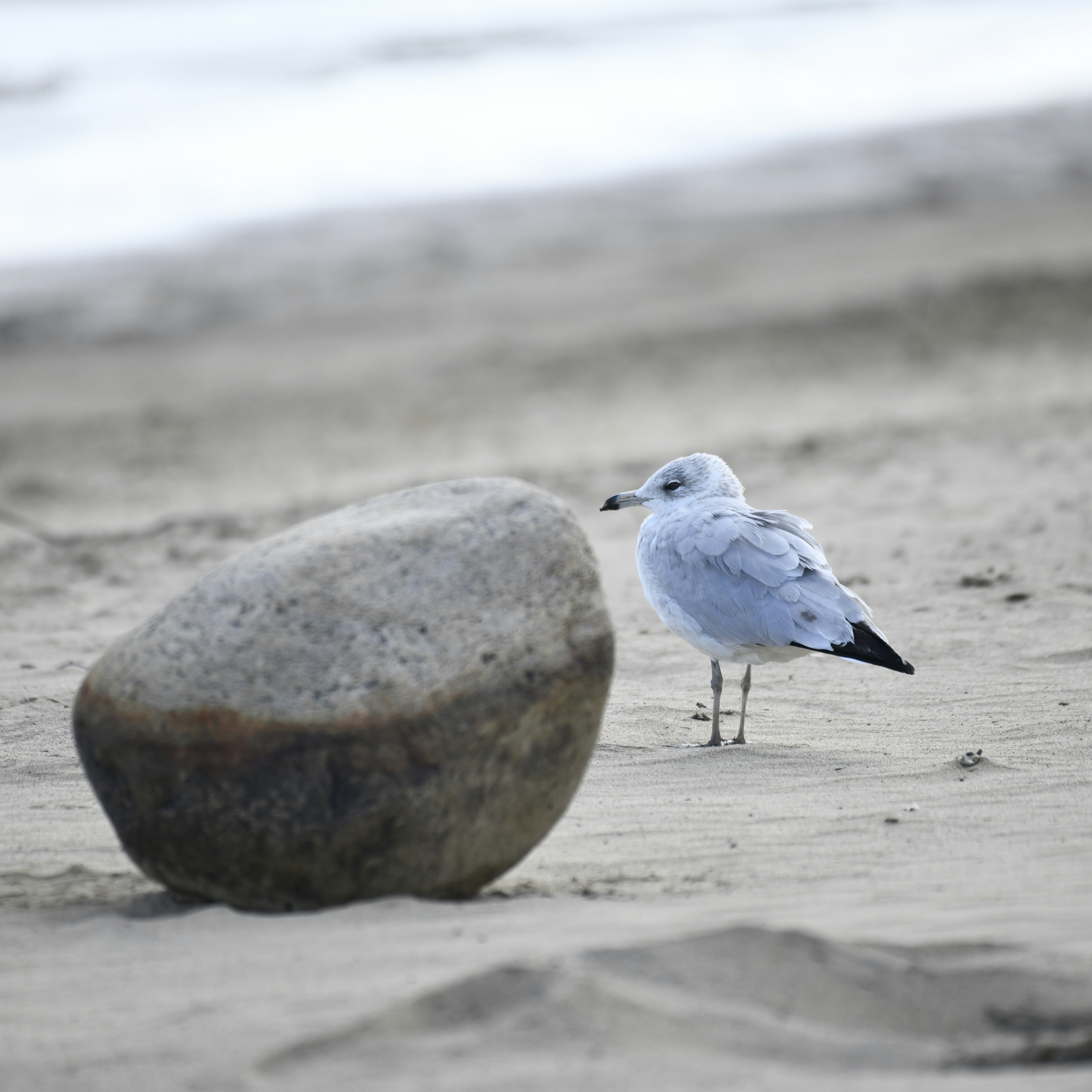 A seagull stands on a sandy beach near a rock.