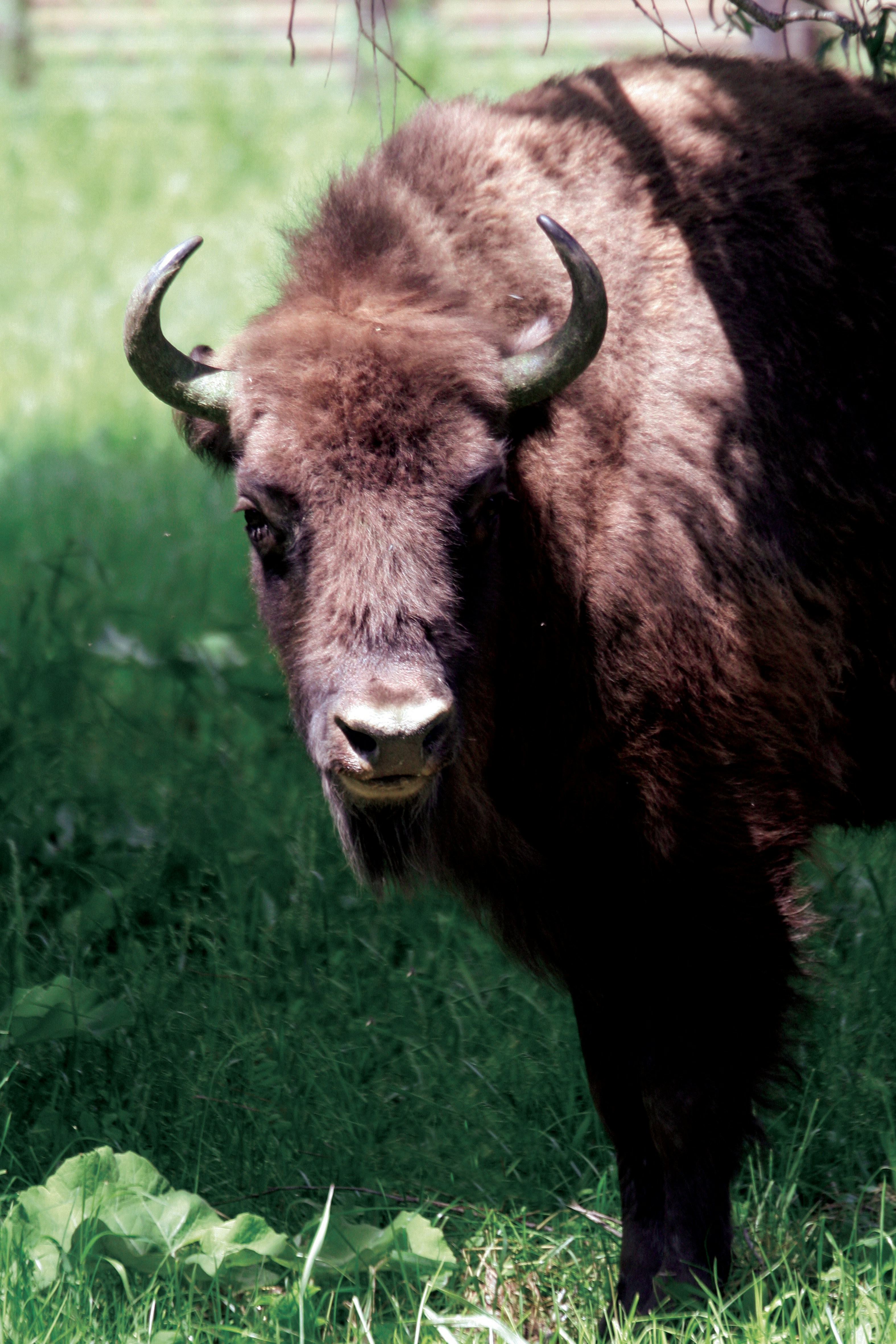 Majestic Bison in Sunlit Greenery