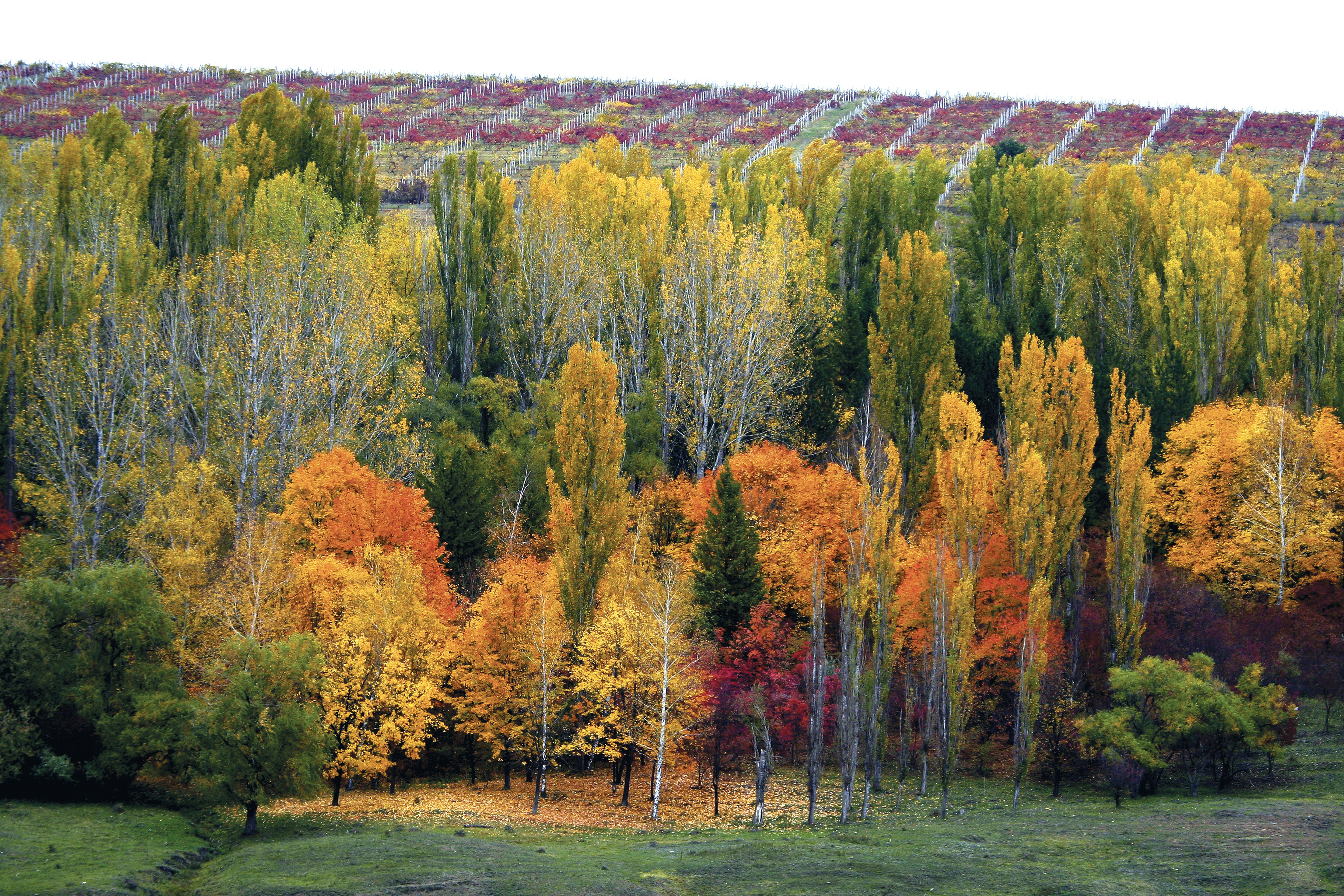 Autumn trees with vibrant fall foliage on a hillside