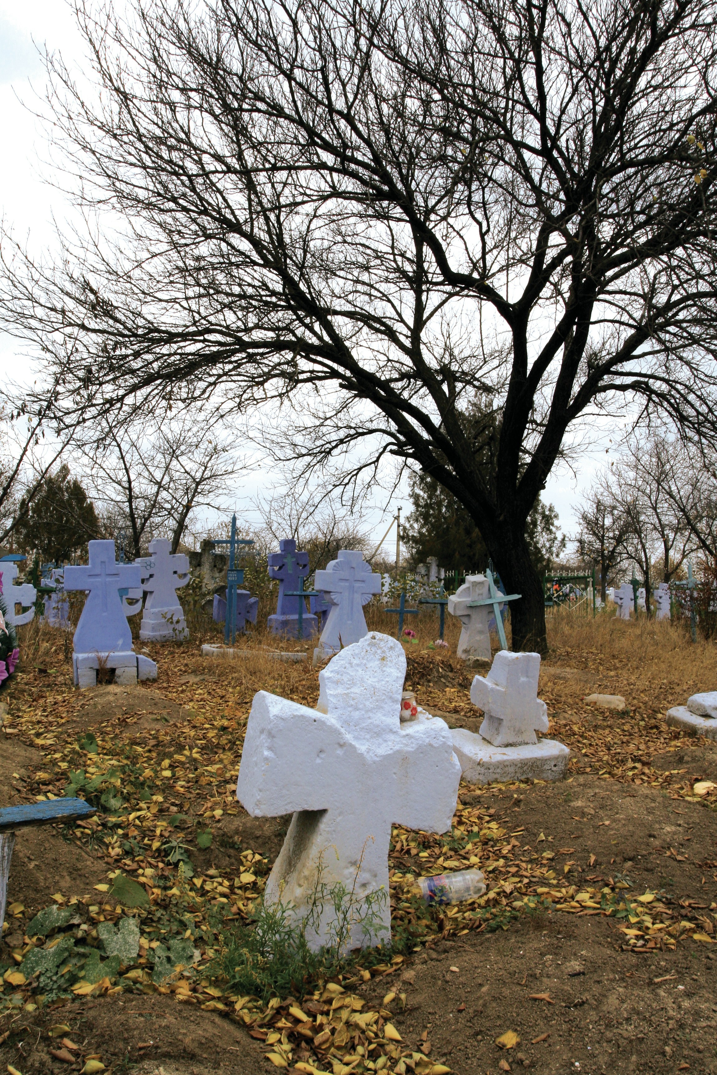 Graveyard with white and blue crosses under bare tree
