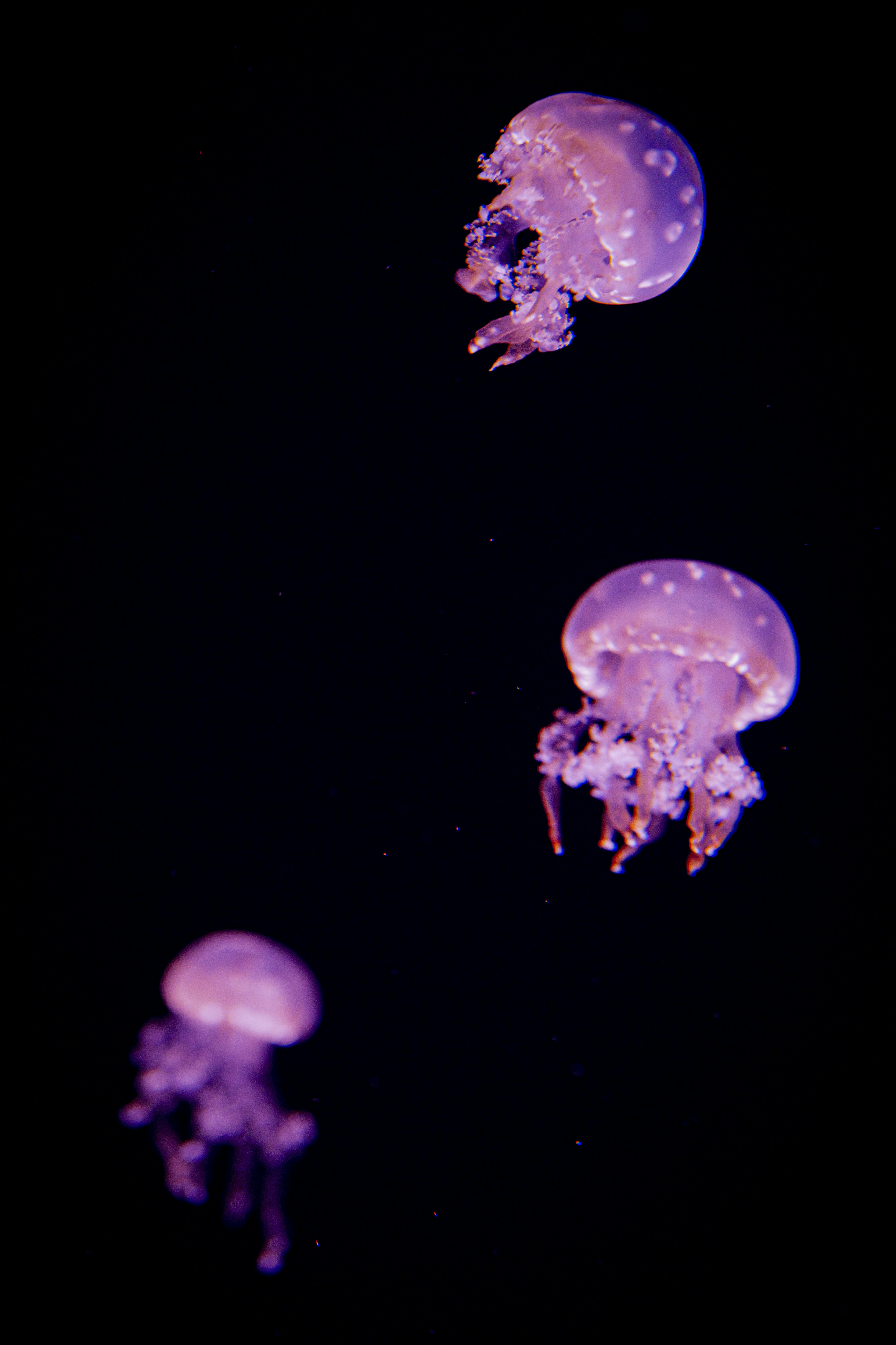 Ethereal Dance of the Jellyfish