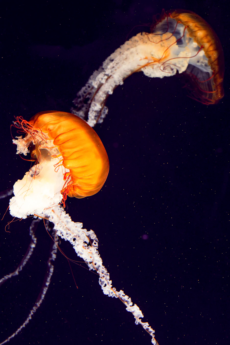 Two orange jellyfish float against a dark blue-black background, their pale frilled bodies and trailing tentacles glowing under aquarium lighting.