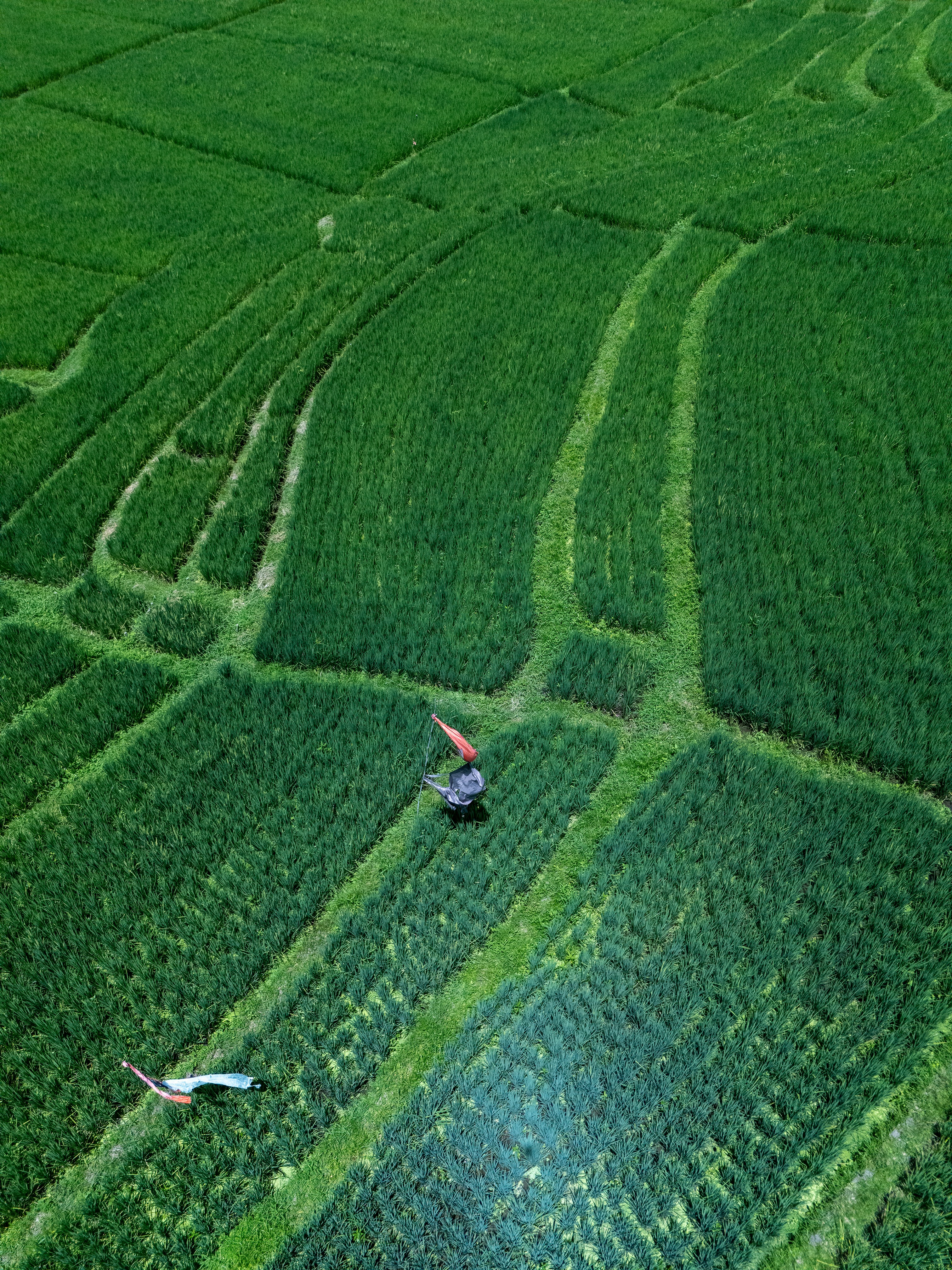 Symphony of Green: Aerial Harmony Over Rice Fields
