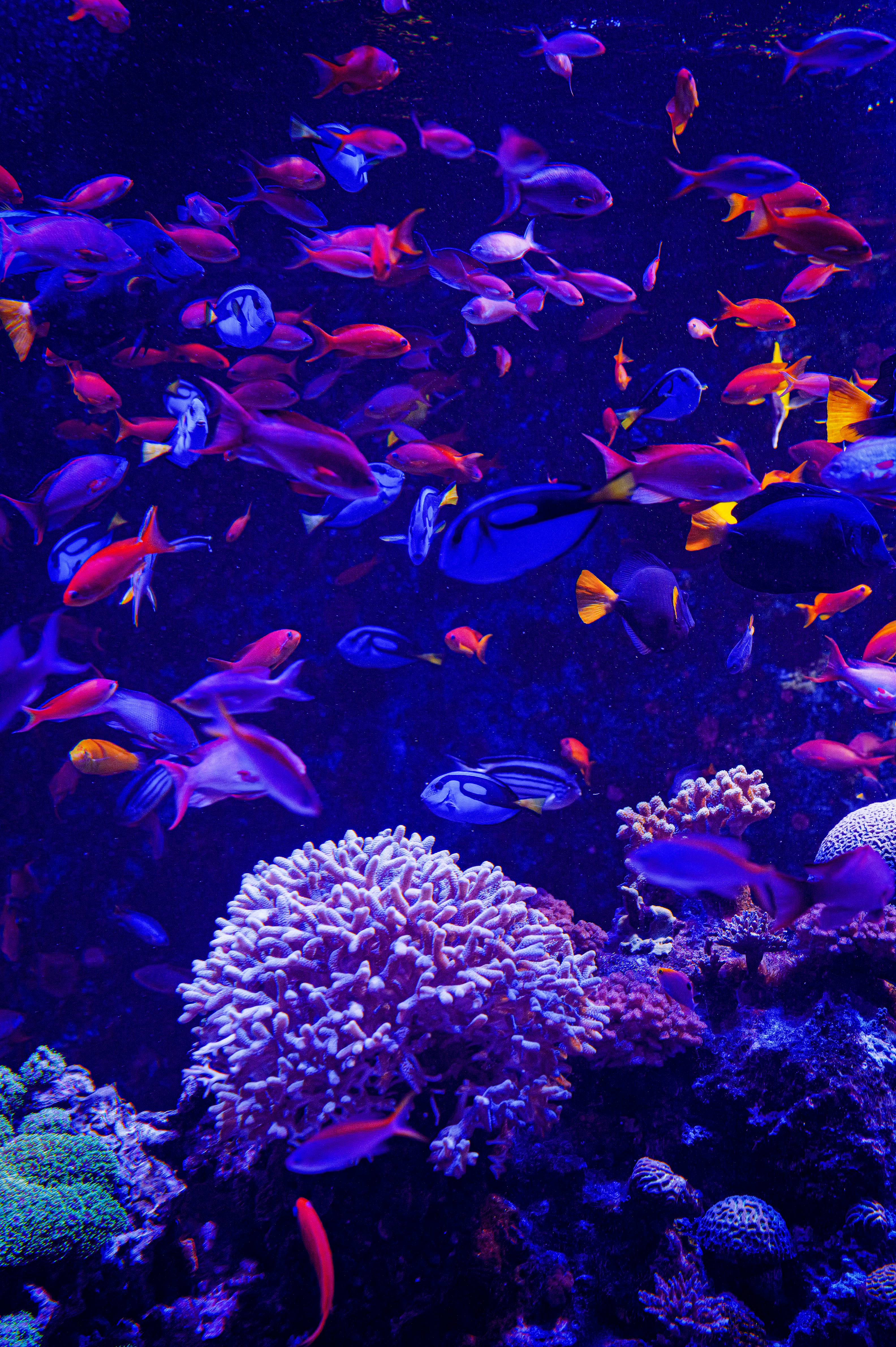 Colorful tropical fish swim among coral reefs.