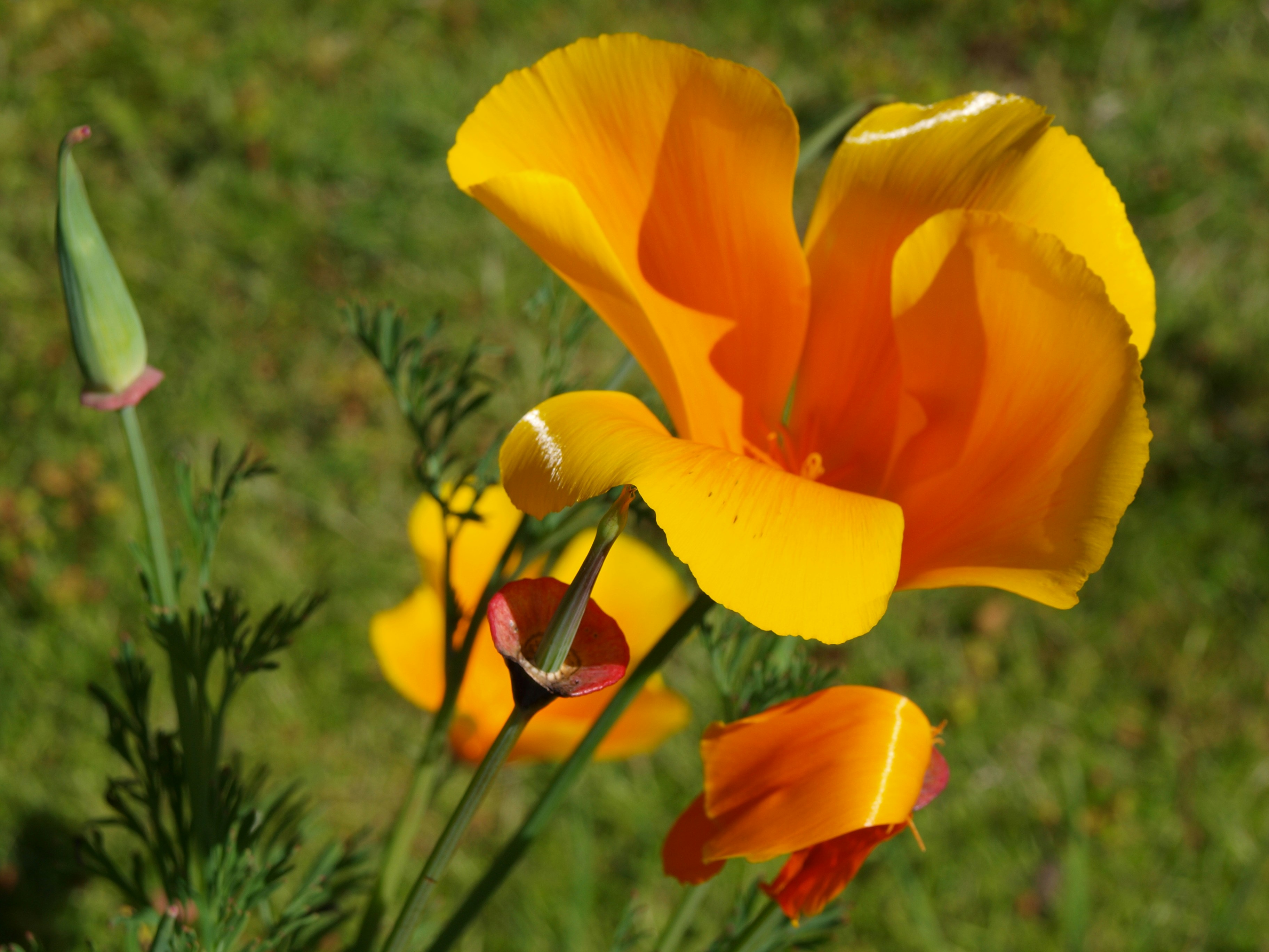 A beautiful movement shot of bright yellow California Poppy flowers in the gentle spring breeze. | Close-up of bright orange california poppies in a garden.