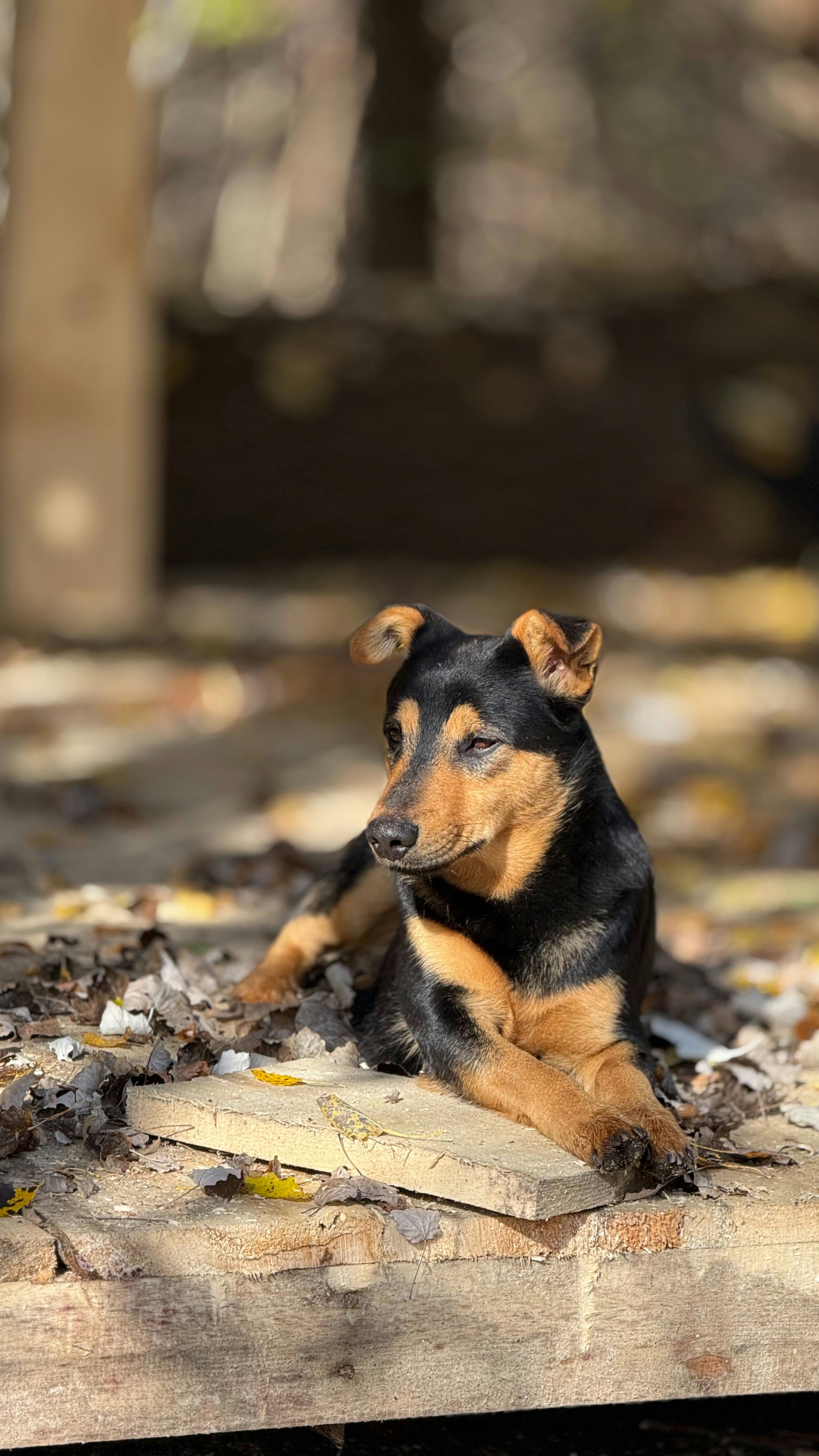 A Moment of Serenity: The Watchful Canine