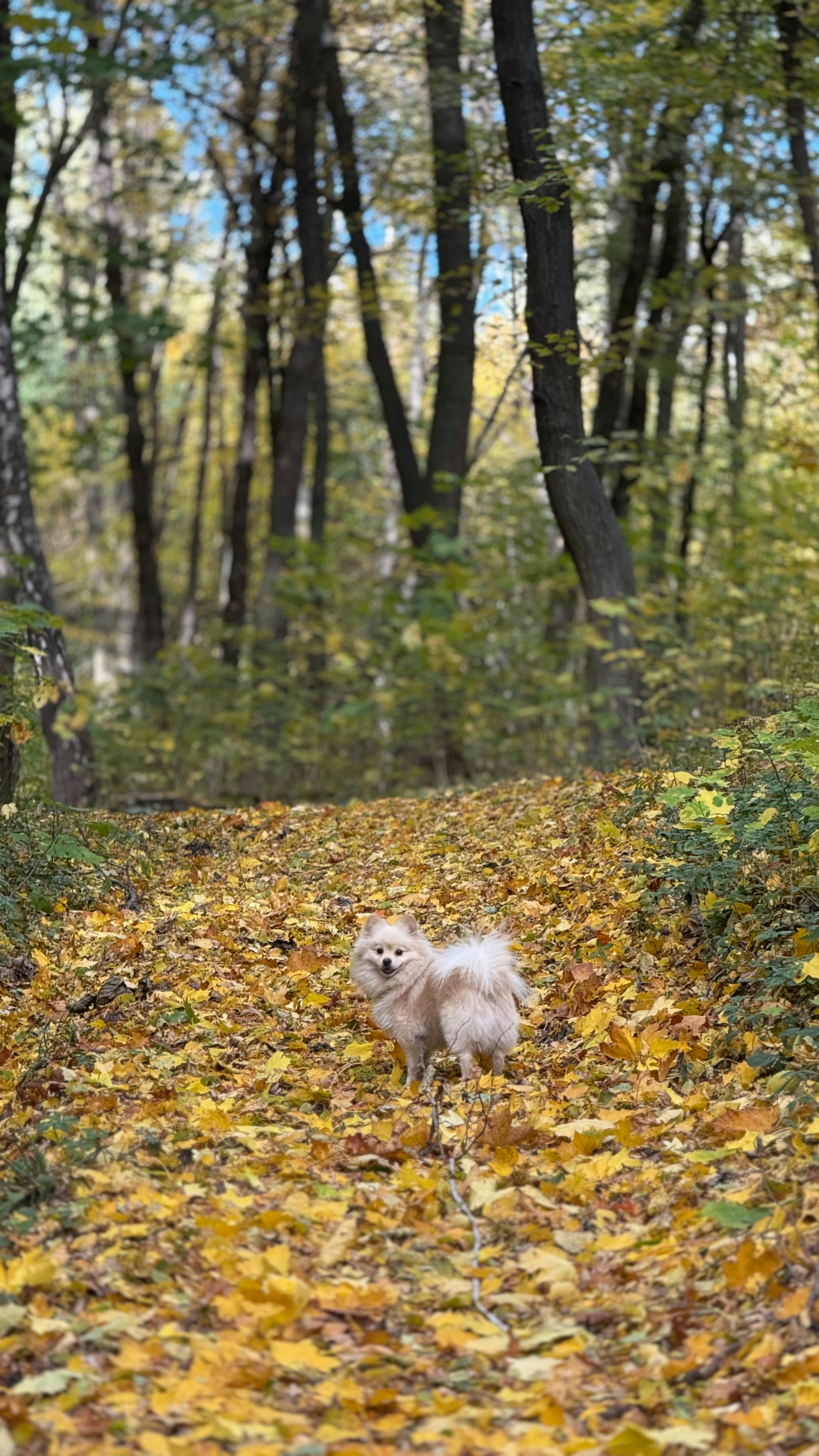 Autumn's Playful Companion