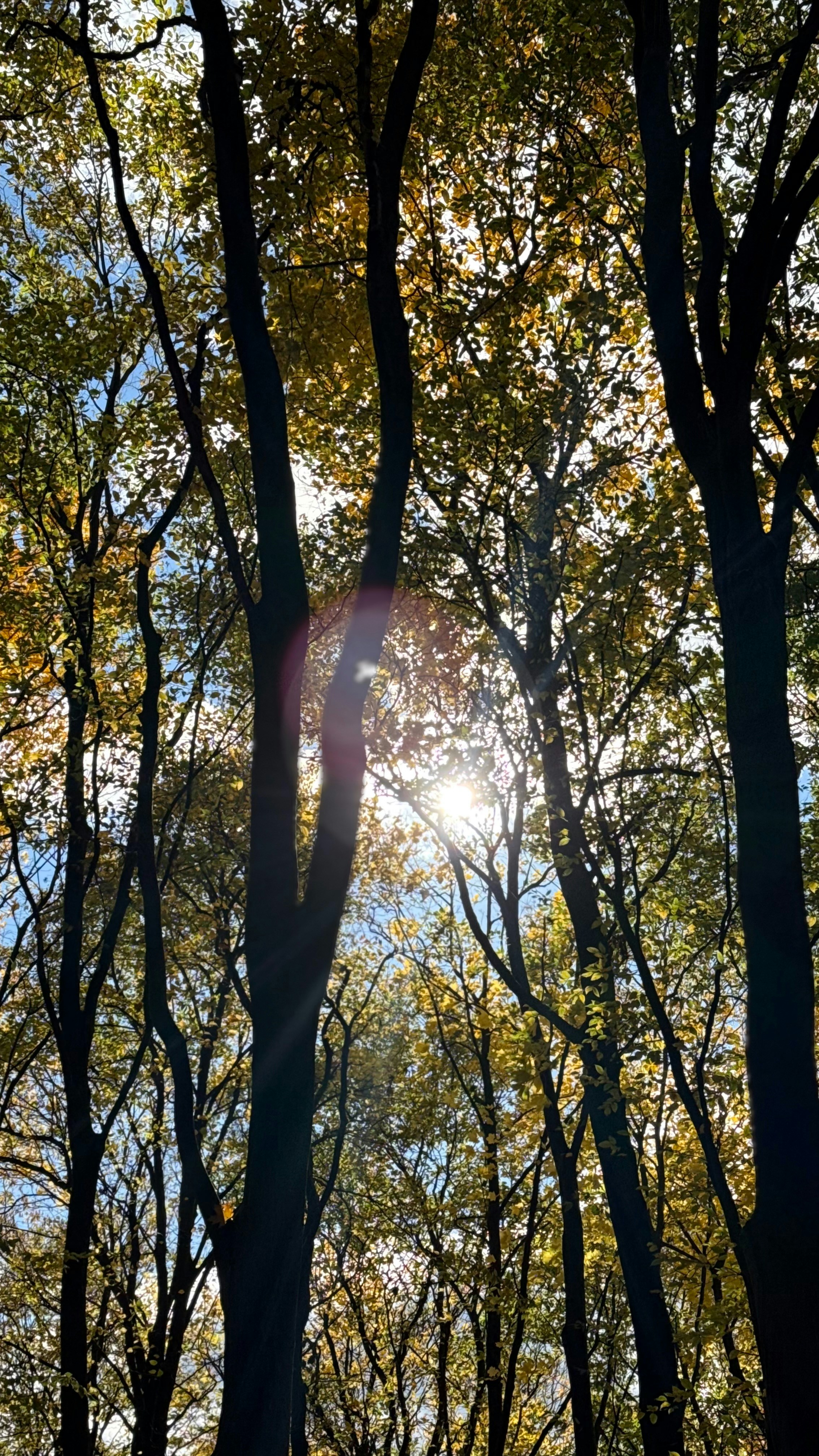 Whispers of Autumn Beneath the Canopy