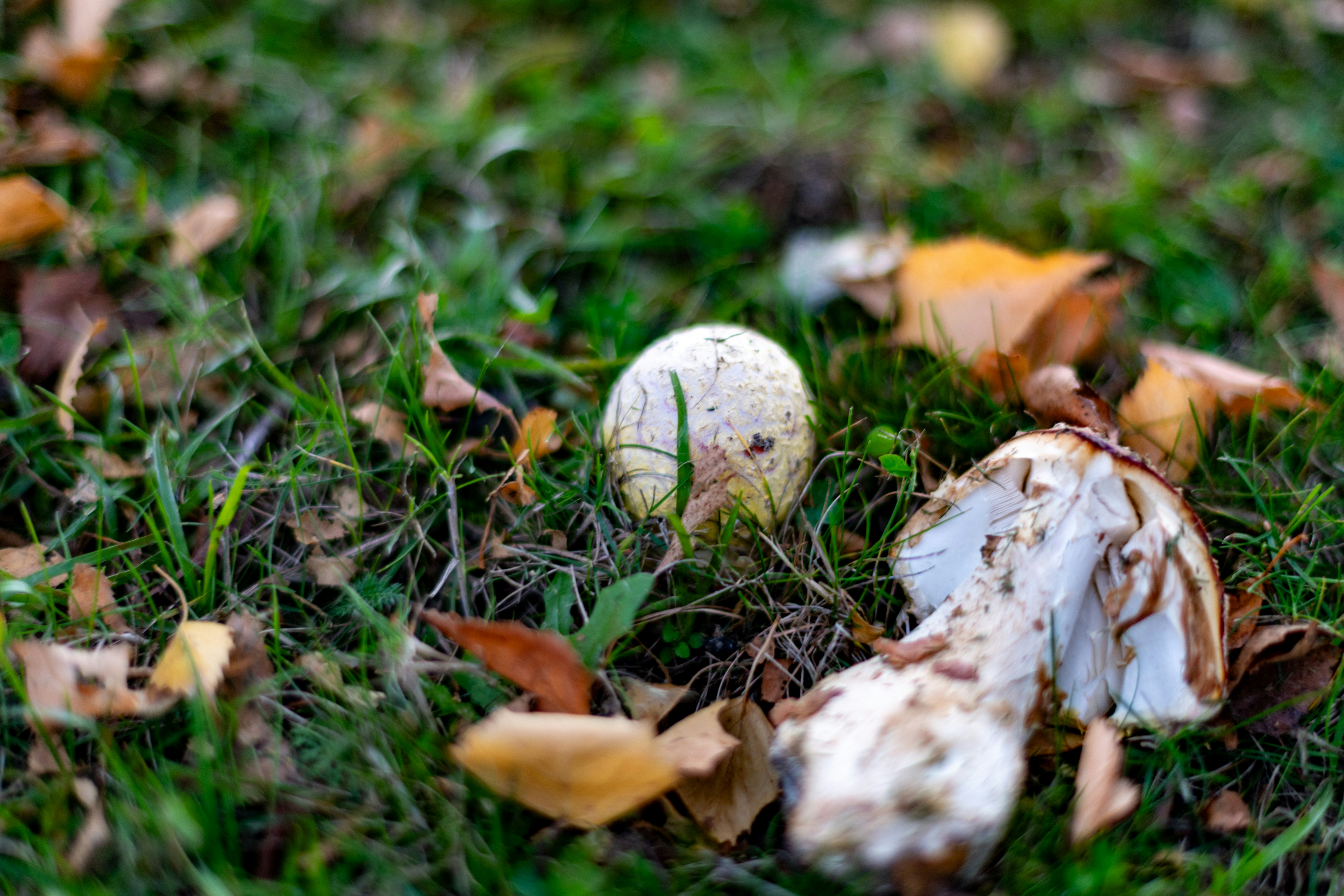 Nature's Hidden Gems: The Fungal Encounter