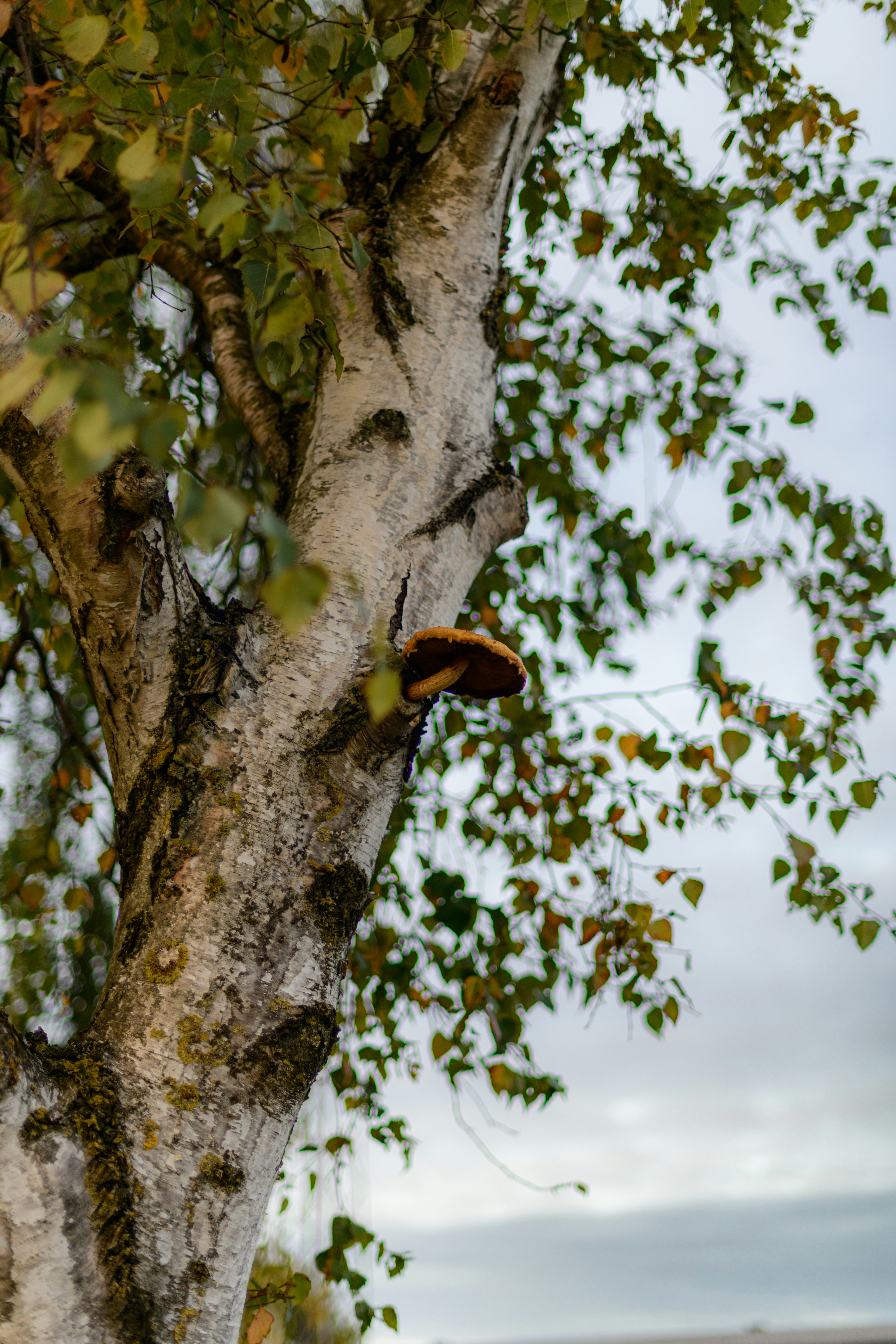 Birch tree trunk adorned with a bracket fungus, surrounded by autumn leaves. The scene captures the delicate balance of life and decay.