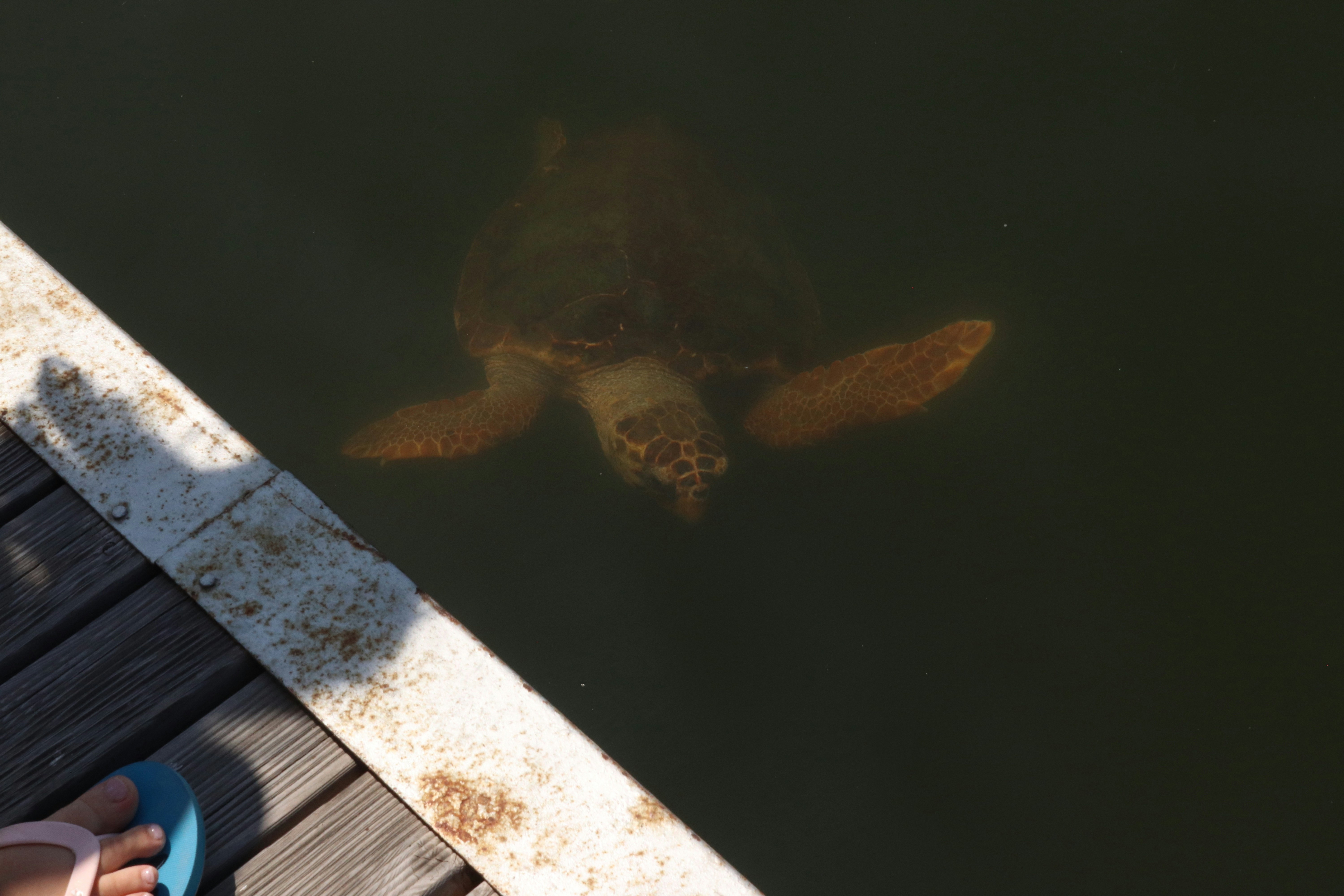 Beneath the Surface: A Turtle's Journey