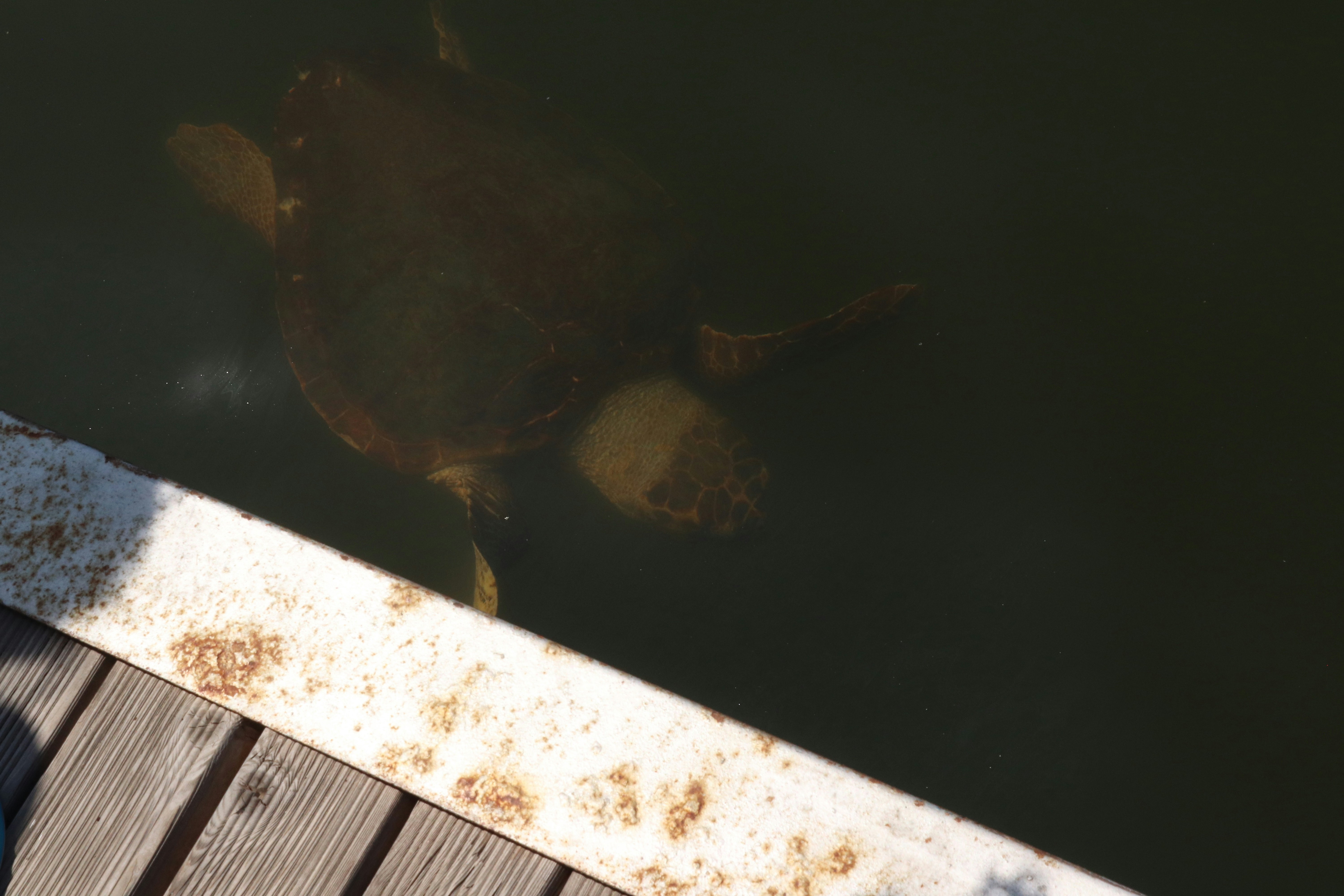 A large sea turtle swims near a dock.