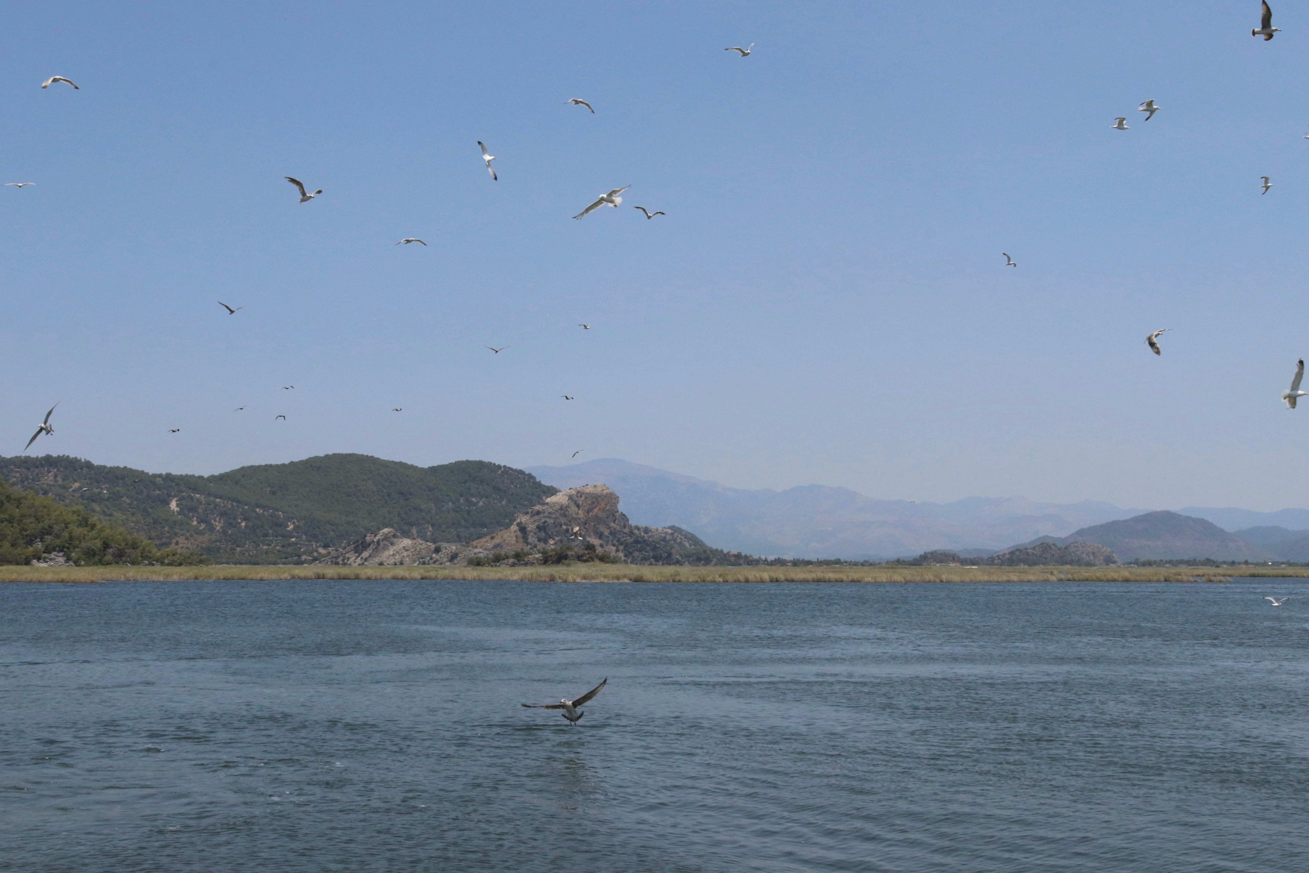 Serenity Above Waters: A Dance of Wings