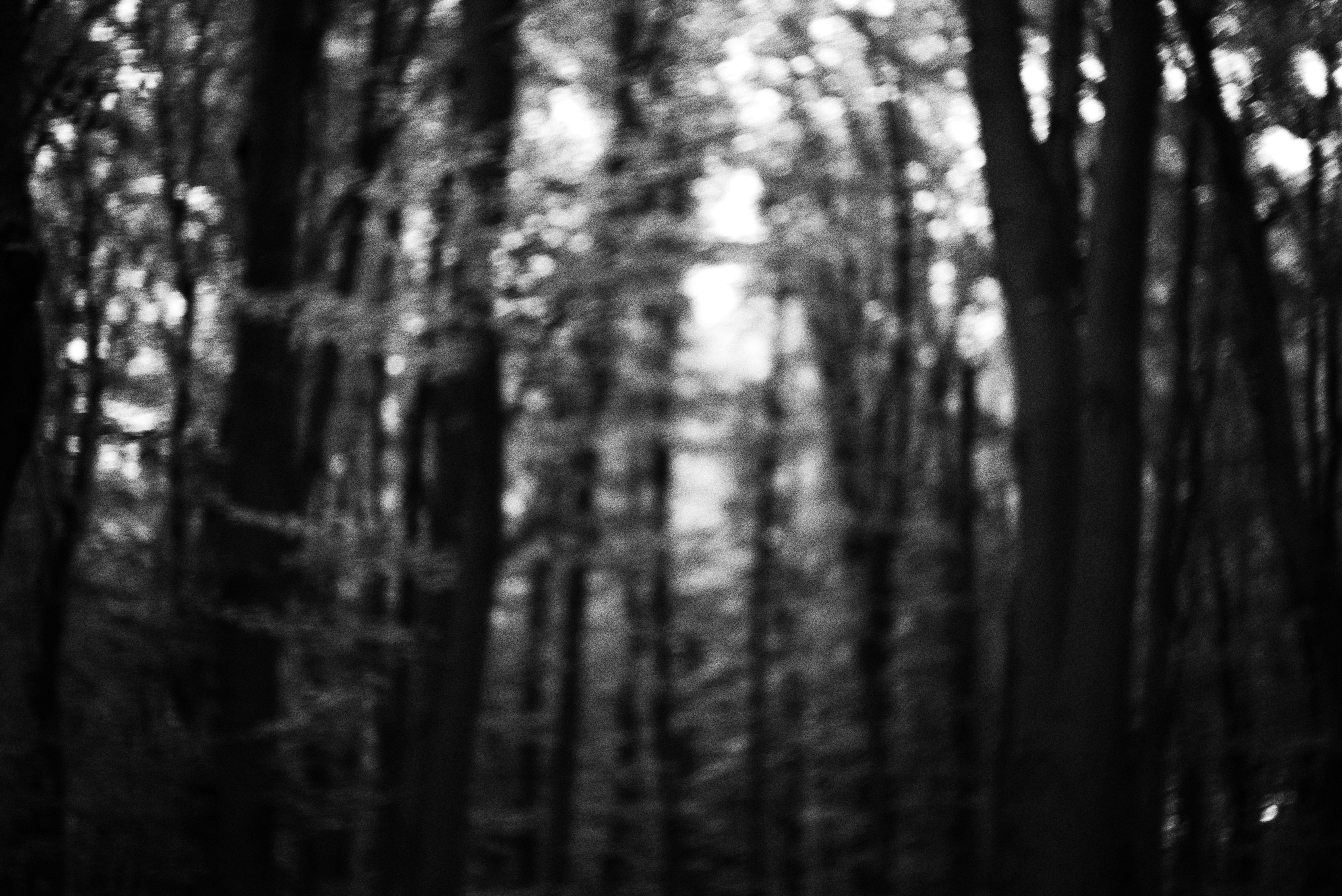 Dark, blurry forest with tall trees and light filtering through.