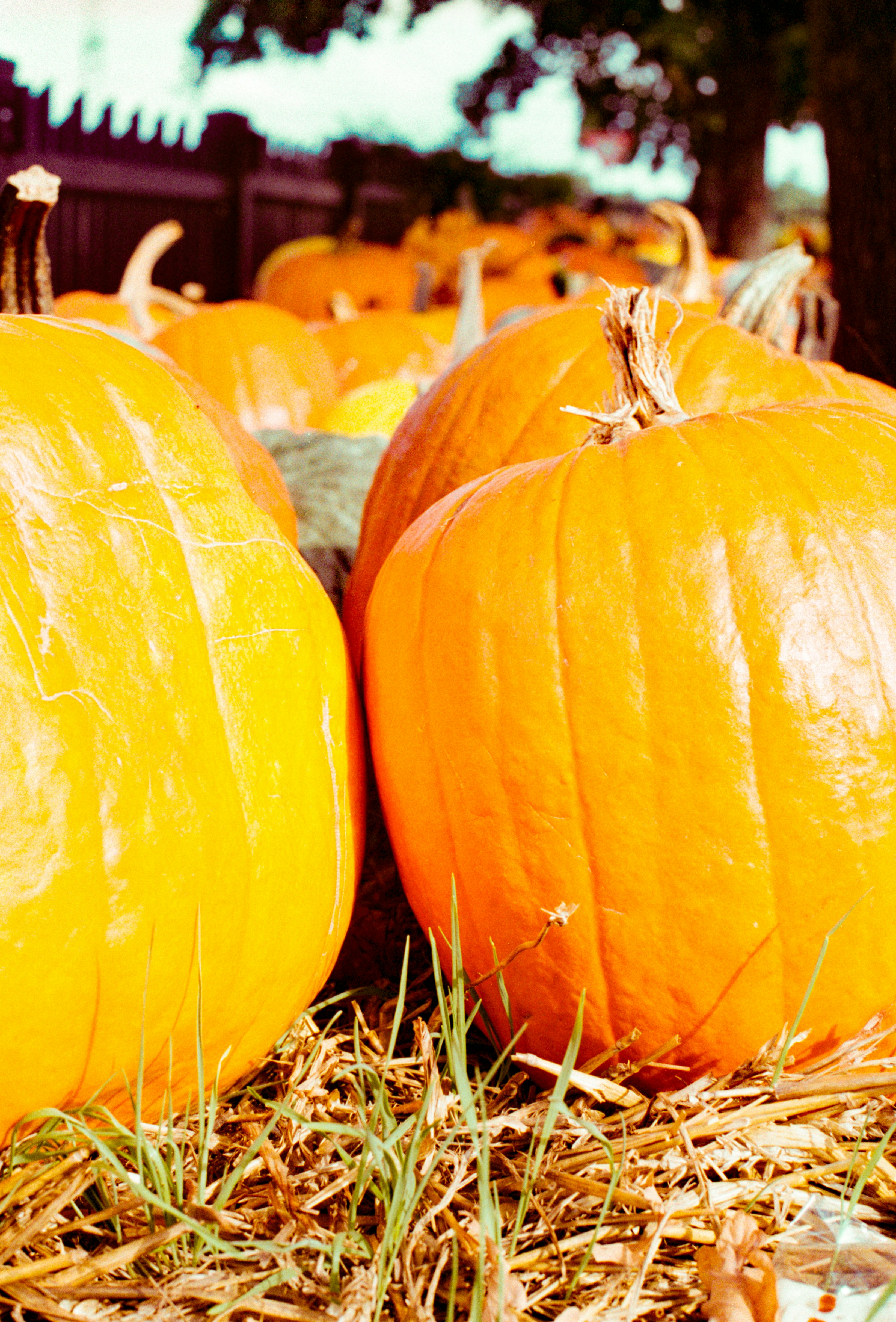 "es ist herbts auf dem feld DIE KÜRBEN" (Clemens Setz) | Several bright orange pumpkins sit on the ground.