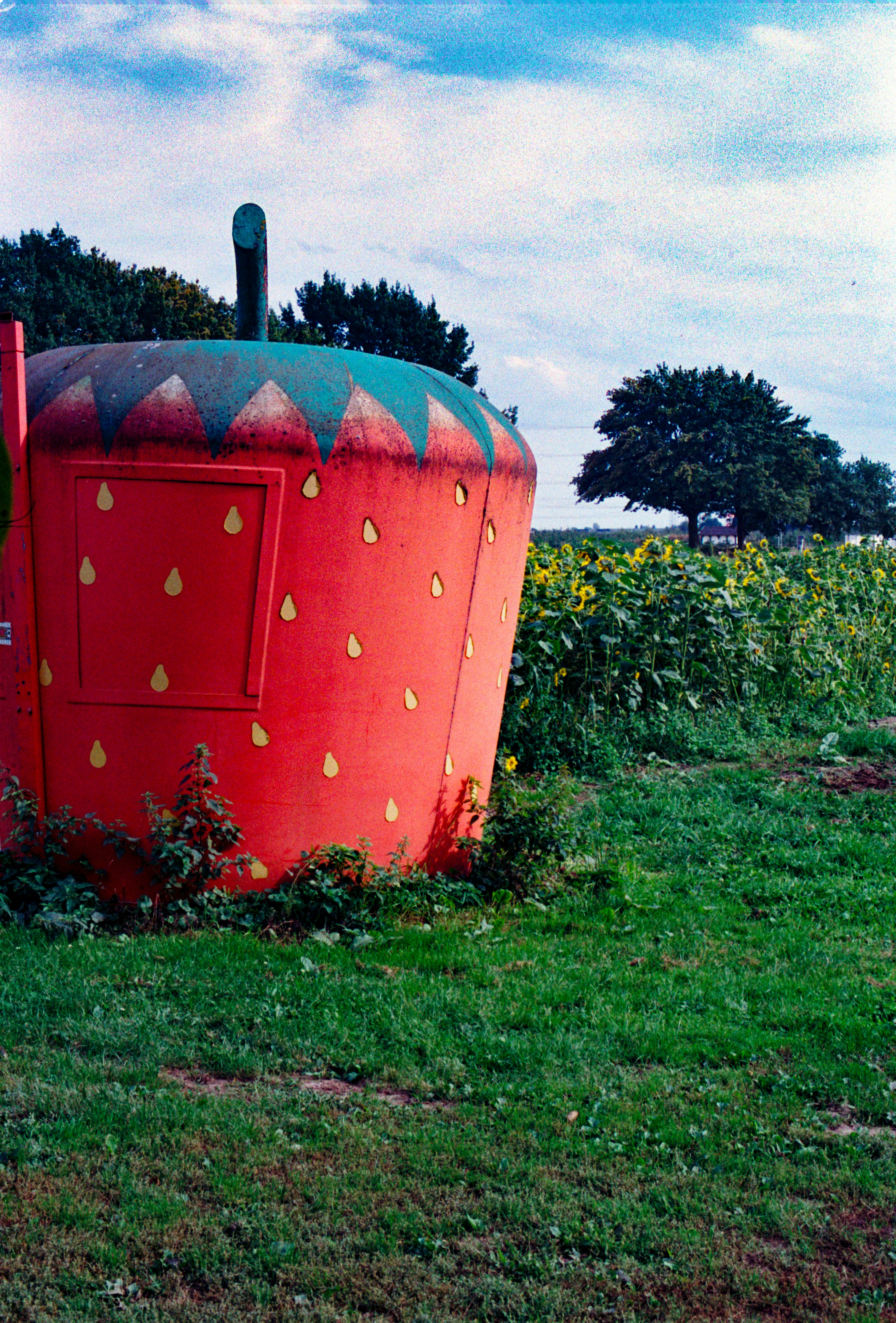 Giant strawberry roadside attraction with sunflowers