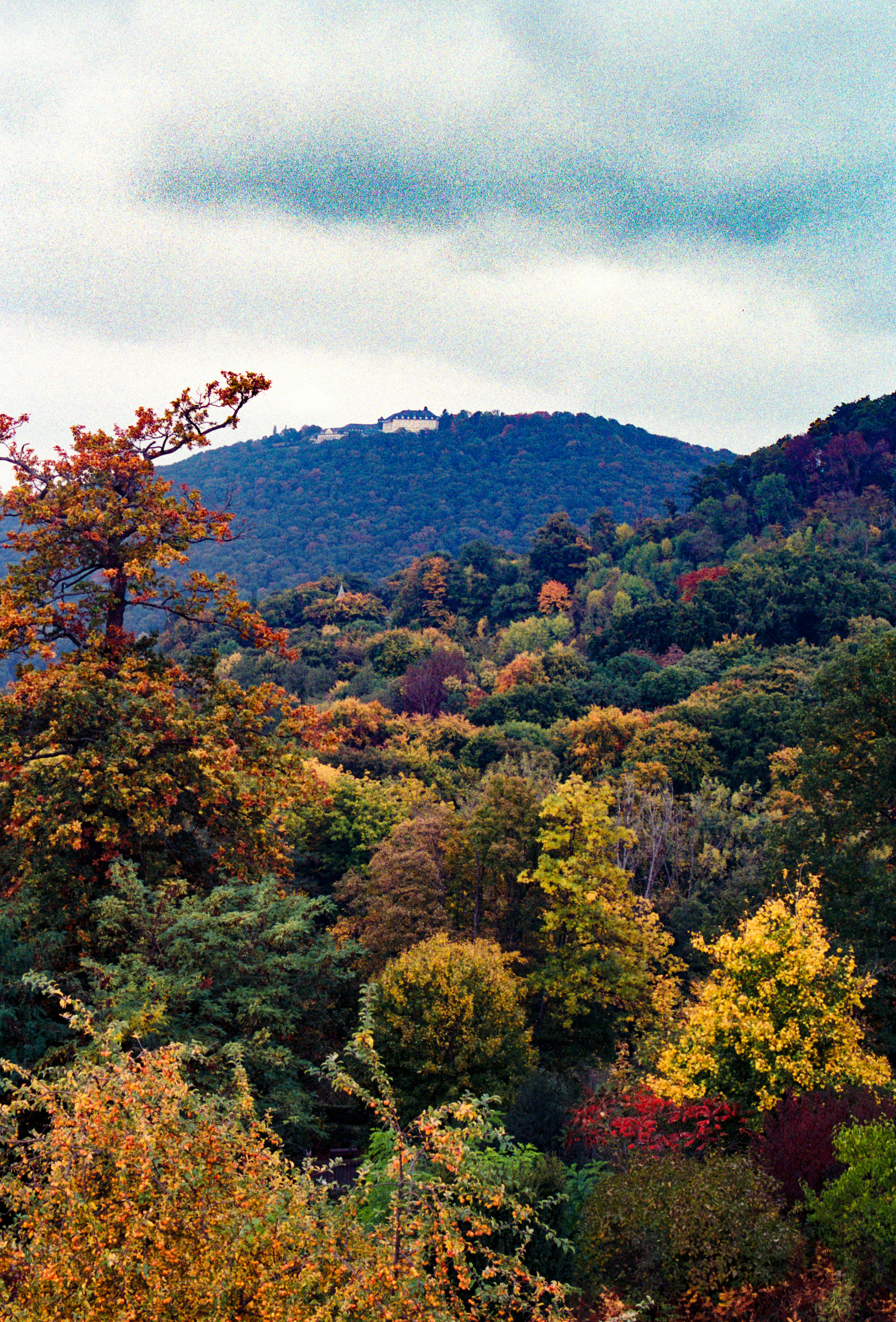 Autumn forest with colorful trees and distant mountain.
