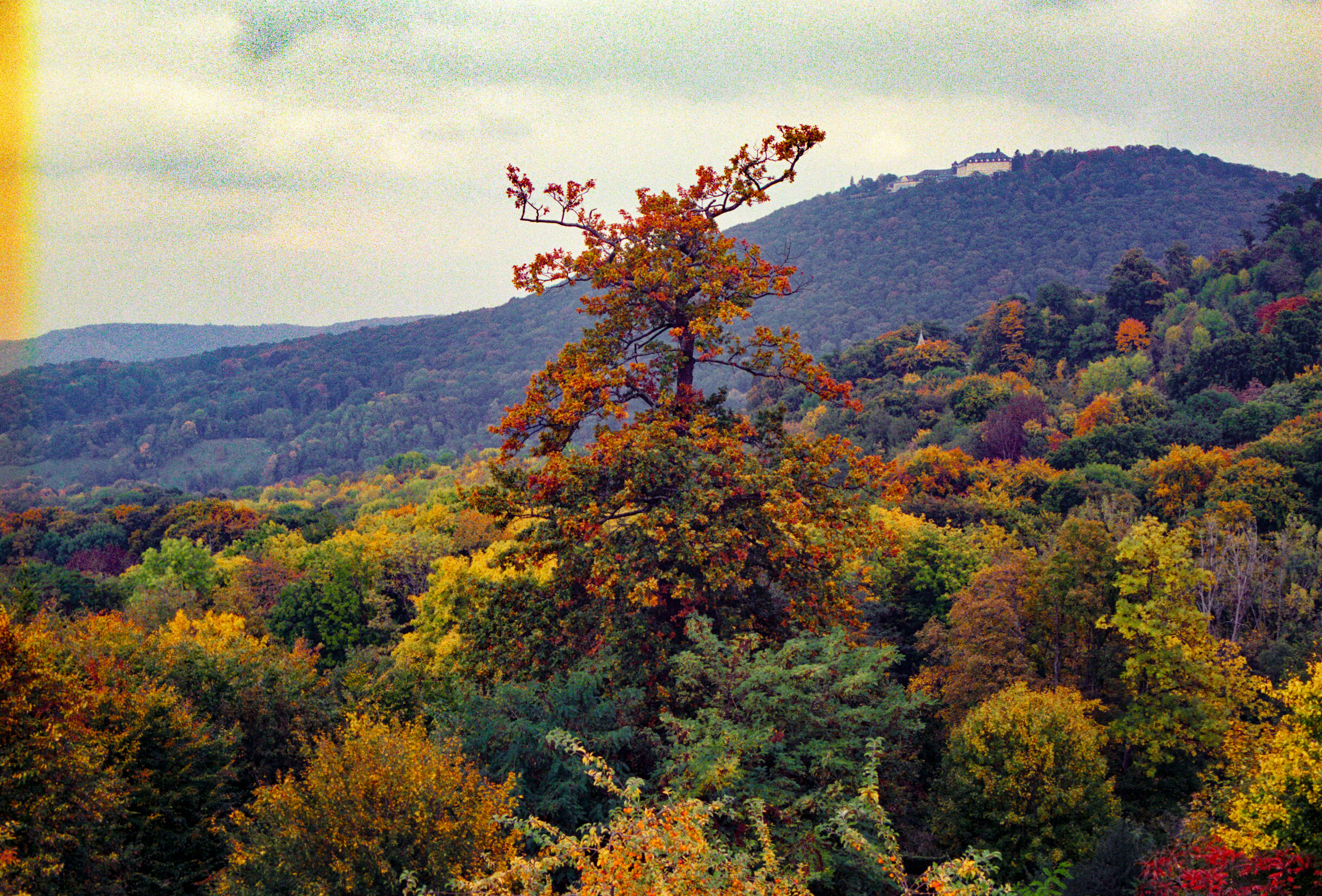 Vibrant autumn foliage blankets the landscape, with a solitary tree standing tall amidst the rolling hills. The scene captures the essence of seasonal change.