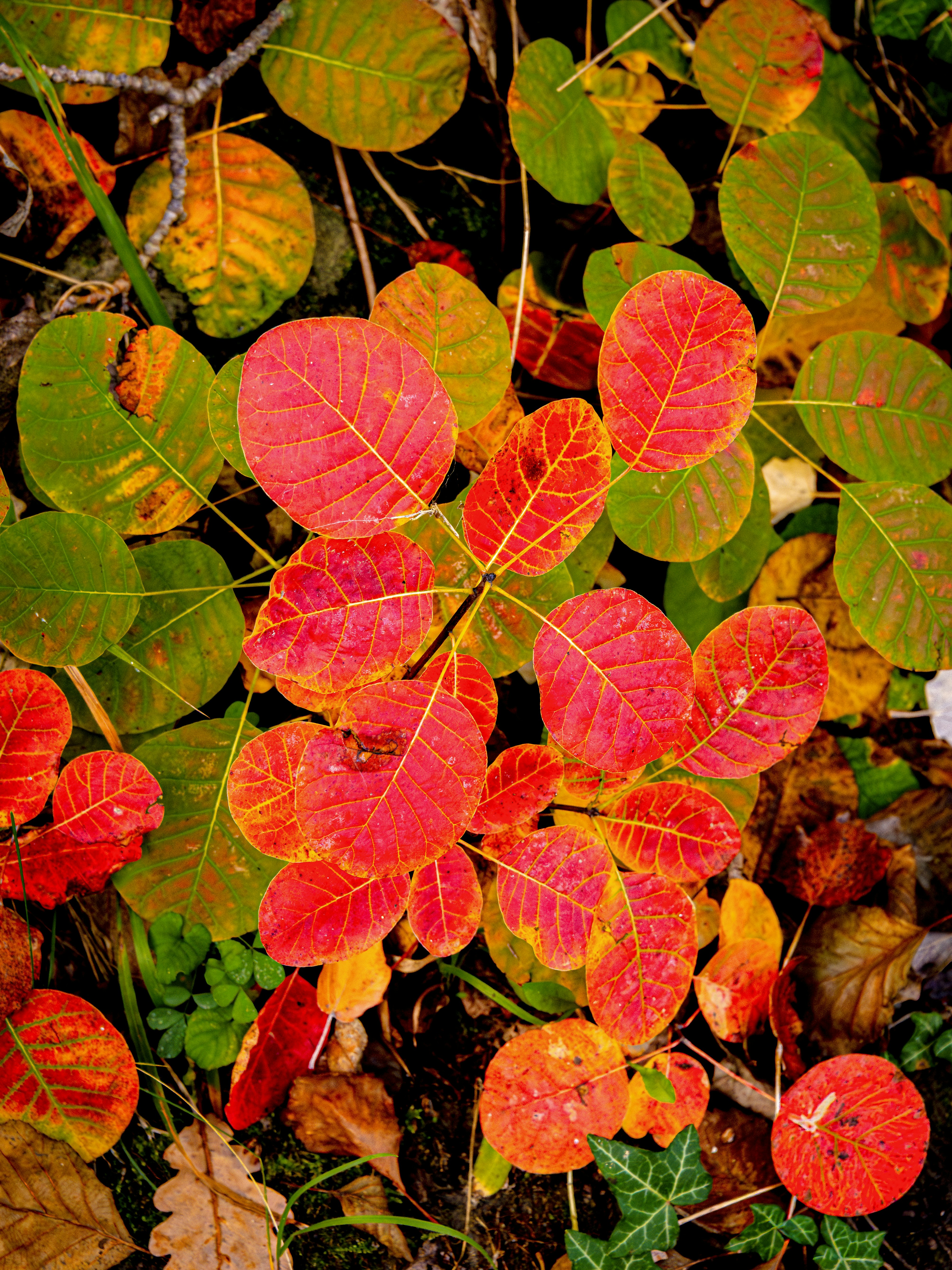 Vibrant autumn leaves in shades of red and green.