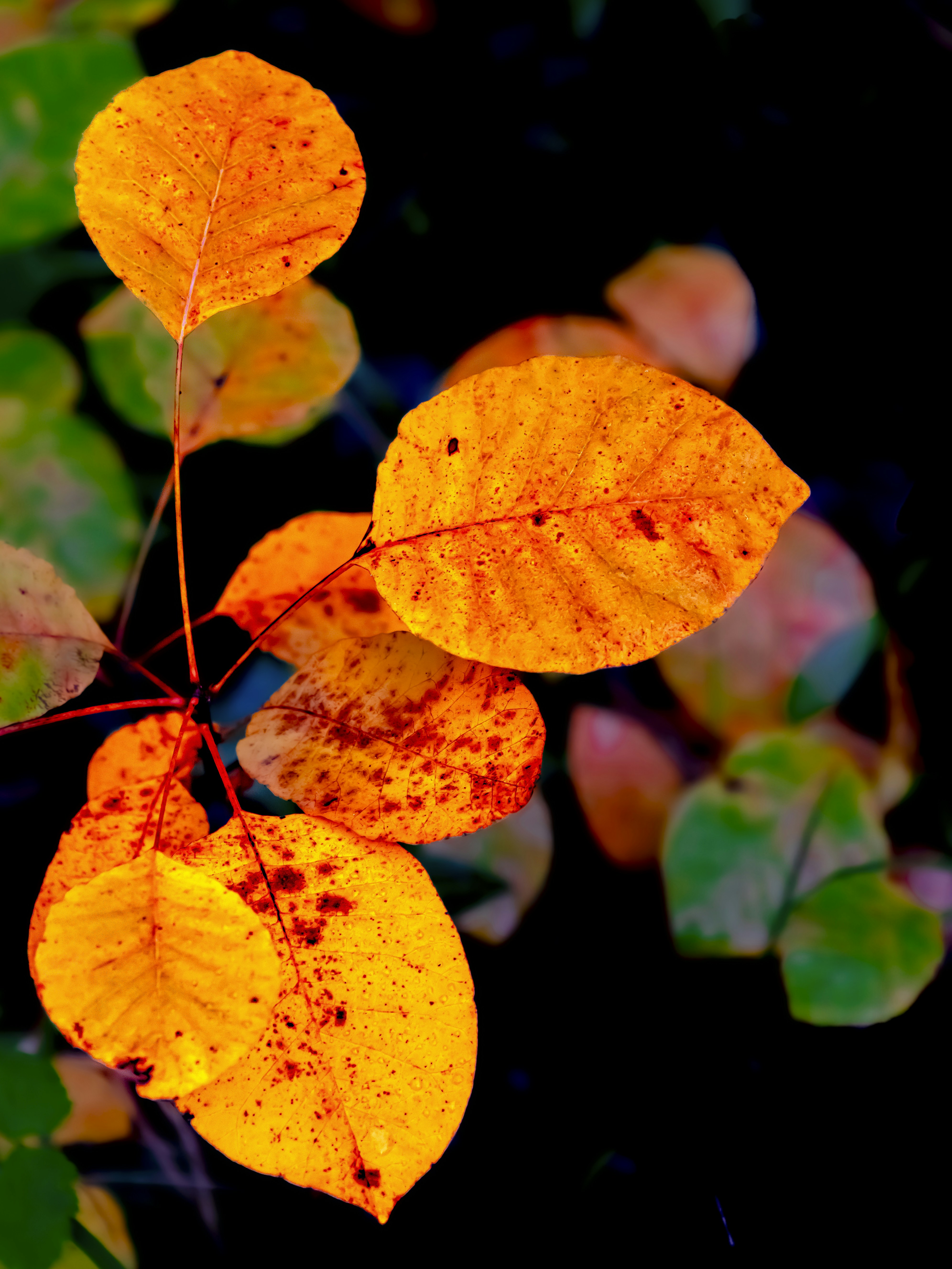 Close-up of vibrant orange autumn leaves against dark background