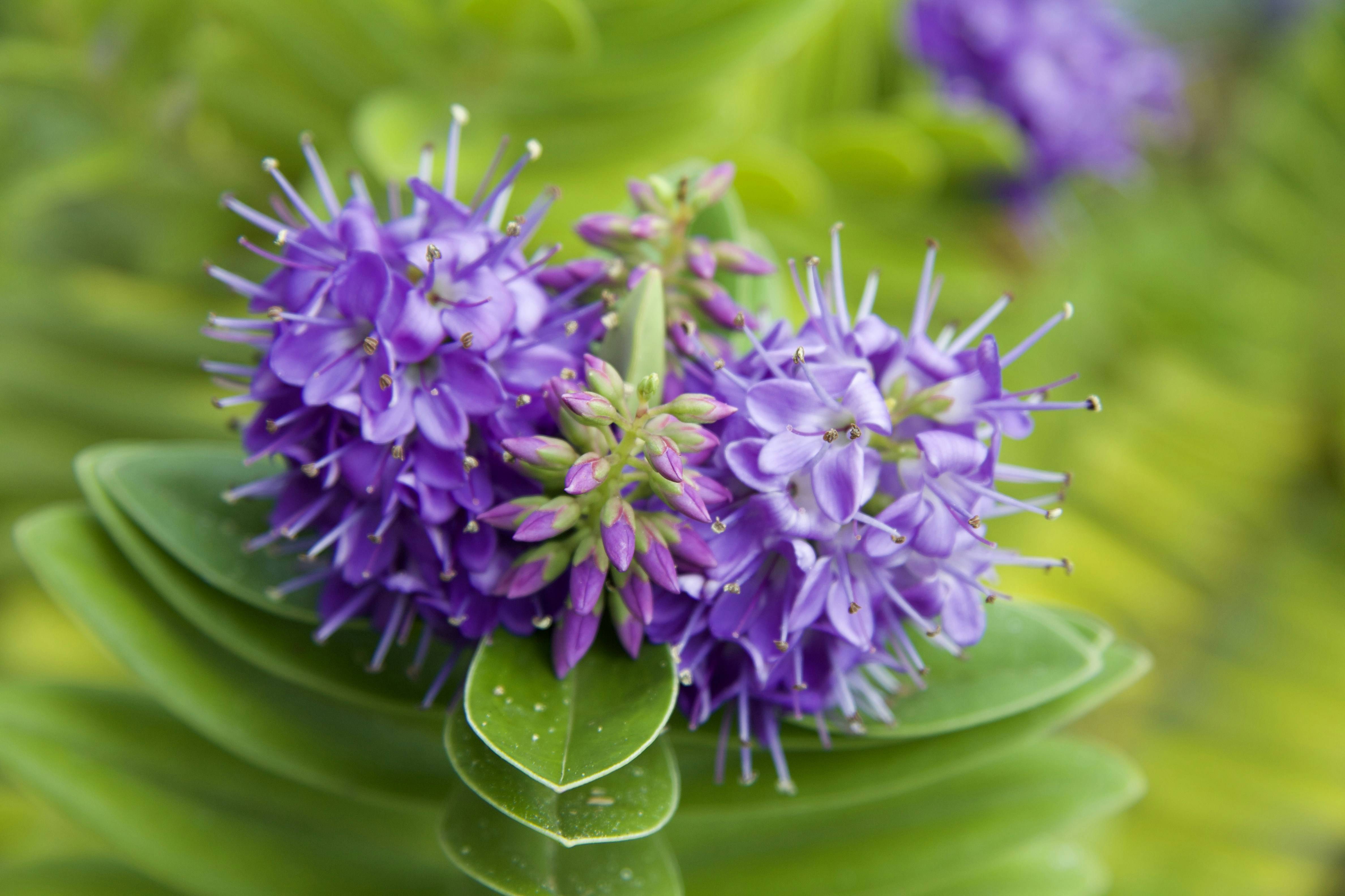 Purple Sphere Cluster: A Floral Burst in Neon Green Leaves
