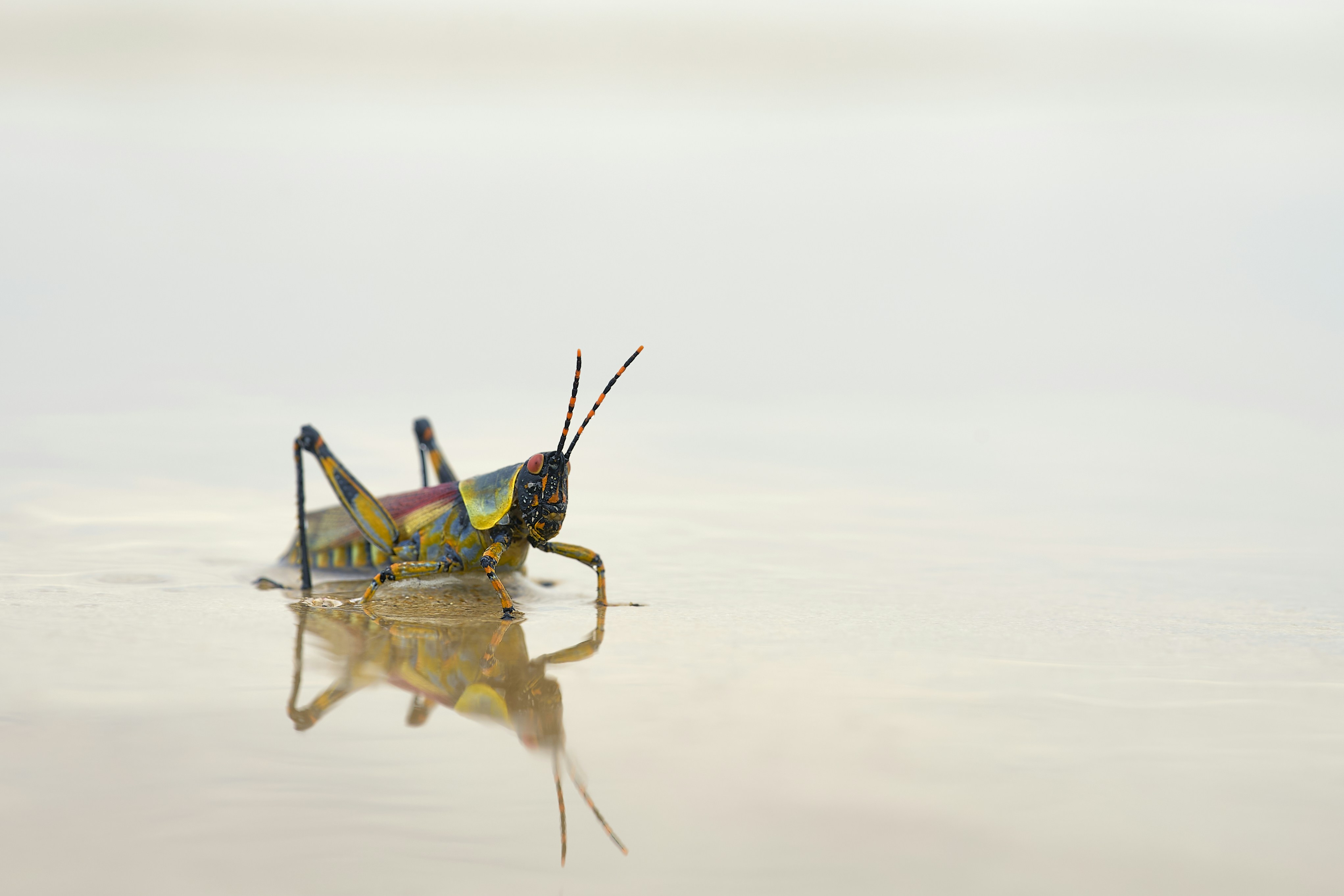 The Silent Wanderer: A Grasshopper's Journey