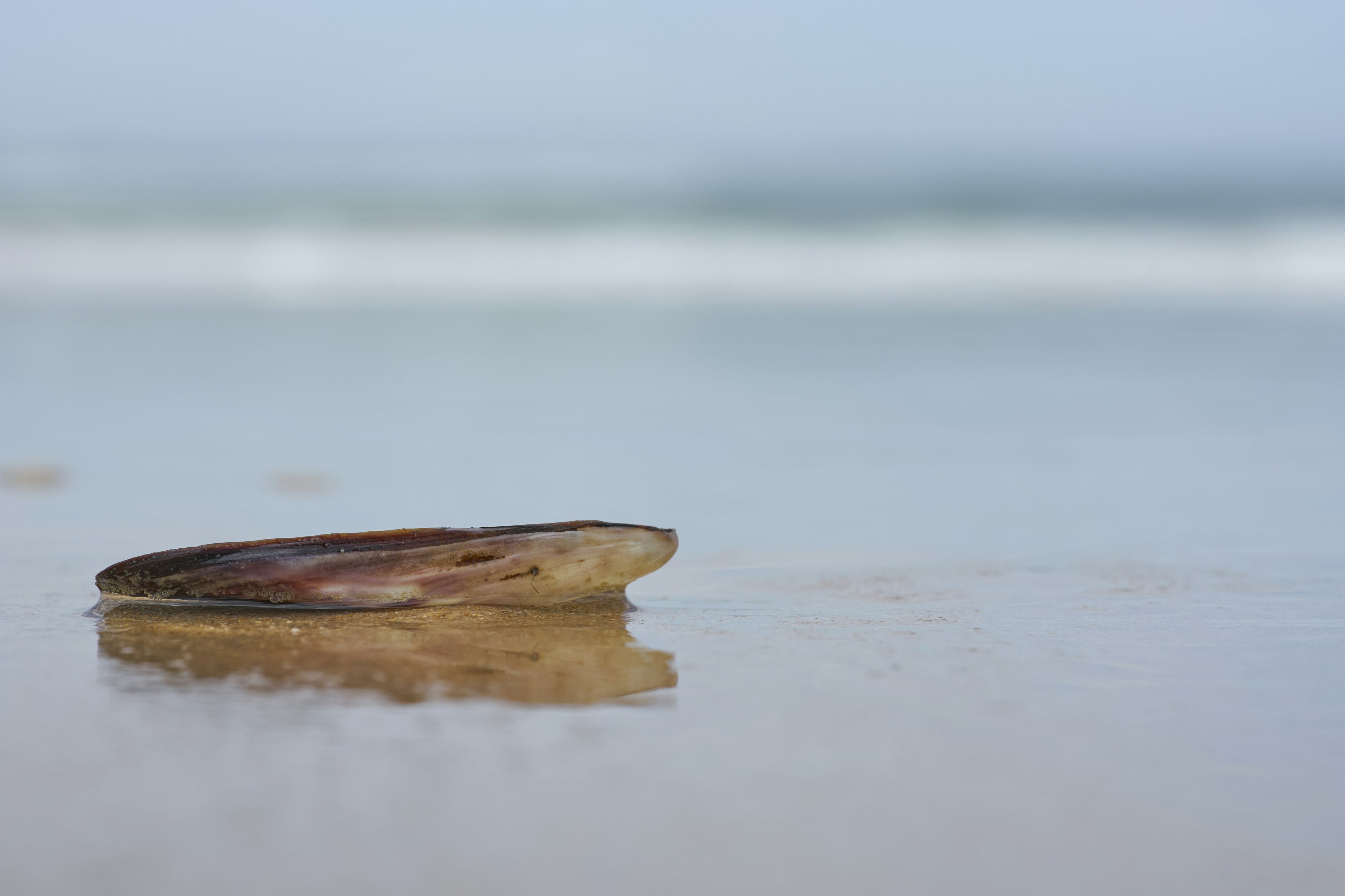 Whispers of the Shoreline: A Shell's Solitude